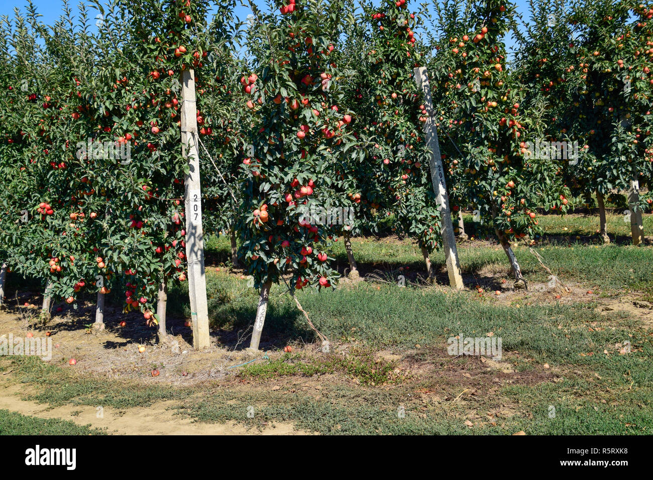 Apple orchard. Rows of trees and the fruit of the ground under the ...