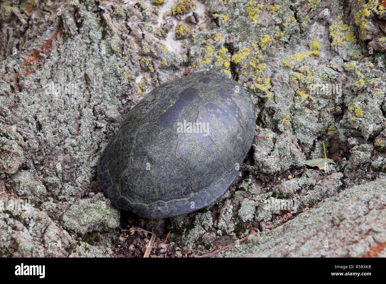 tortoise on the bark of a tree. Ordinary river tortoise of temperate ...