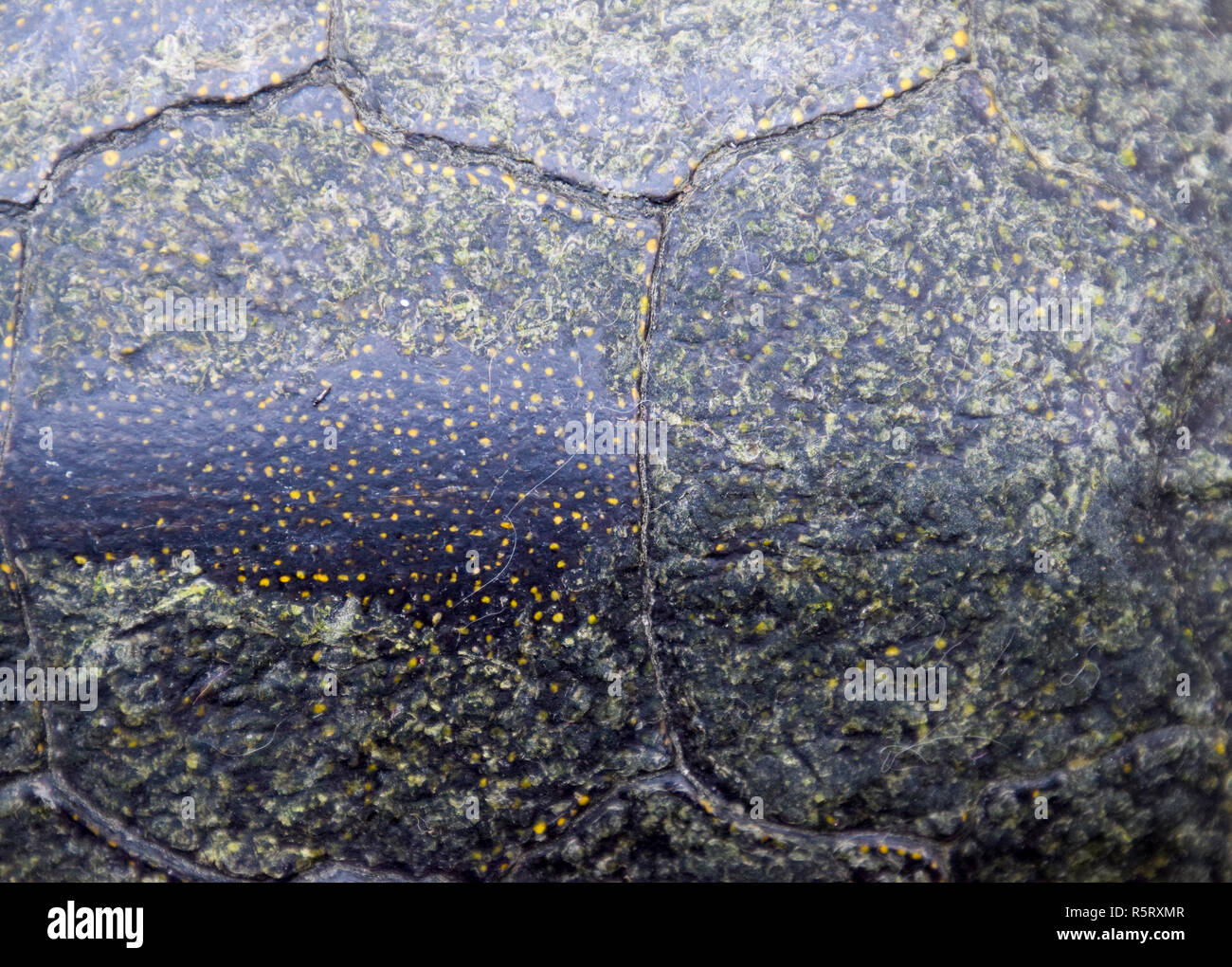 Background texture of tortoise shell. Turtle shell Stock Photo - Alamy