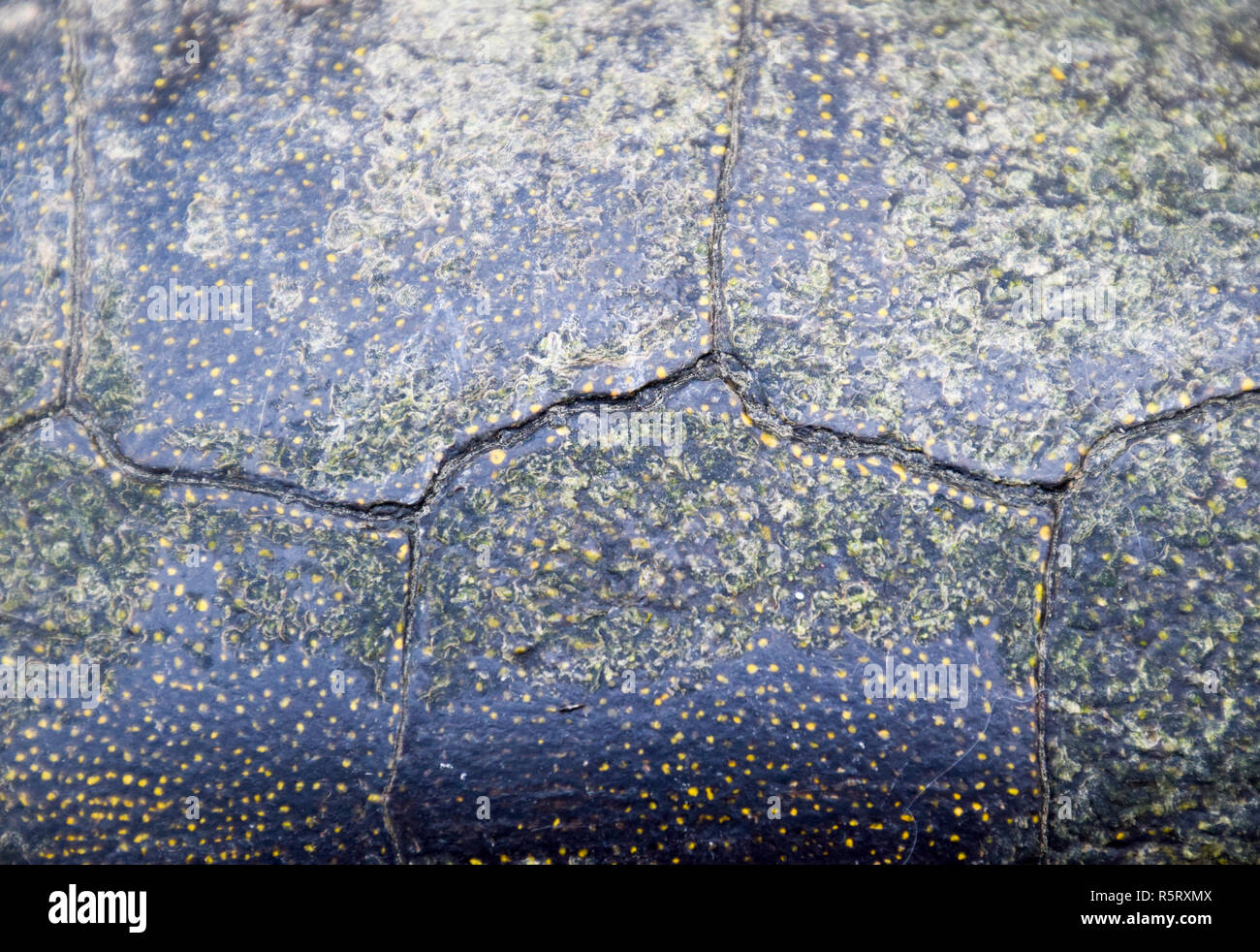 Background texture of tortoise shell. Turtle shell Stock Photo - Alamy
