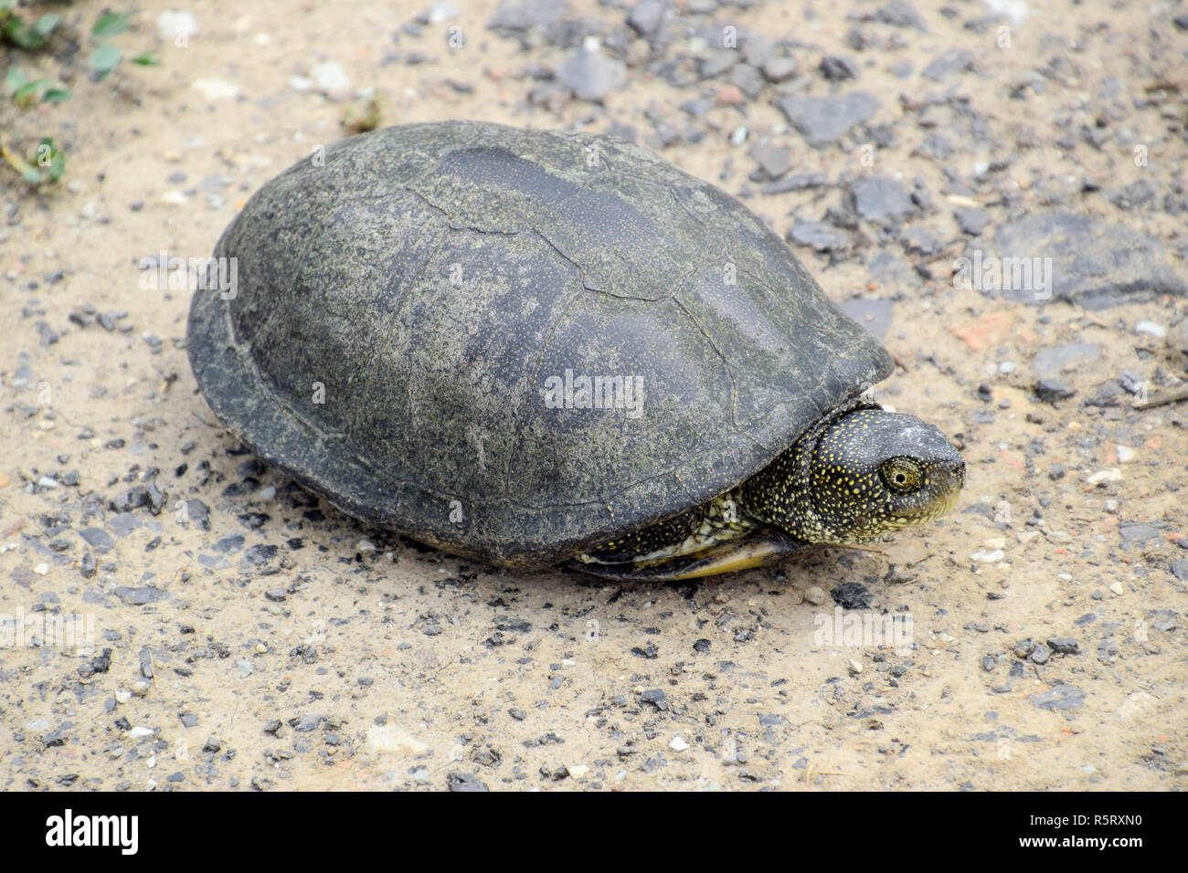 The tortoise lies on bare soil. Ordinary river tortoise of temperate ...
