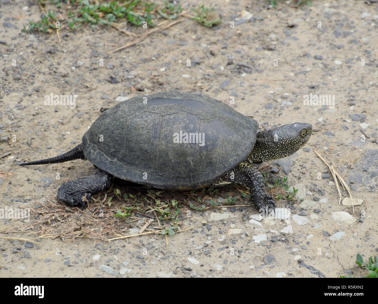 The tortoise lies on bare soil. Ordinary river tortoise of temperate ...