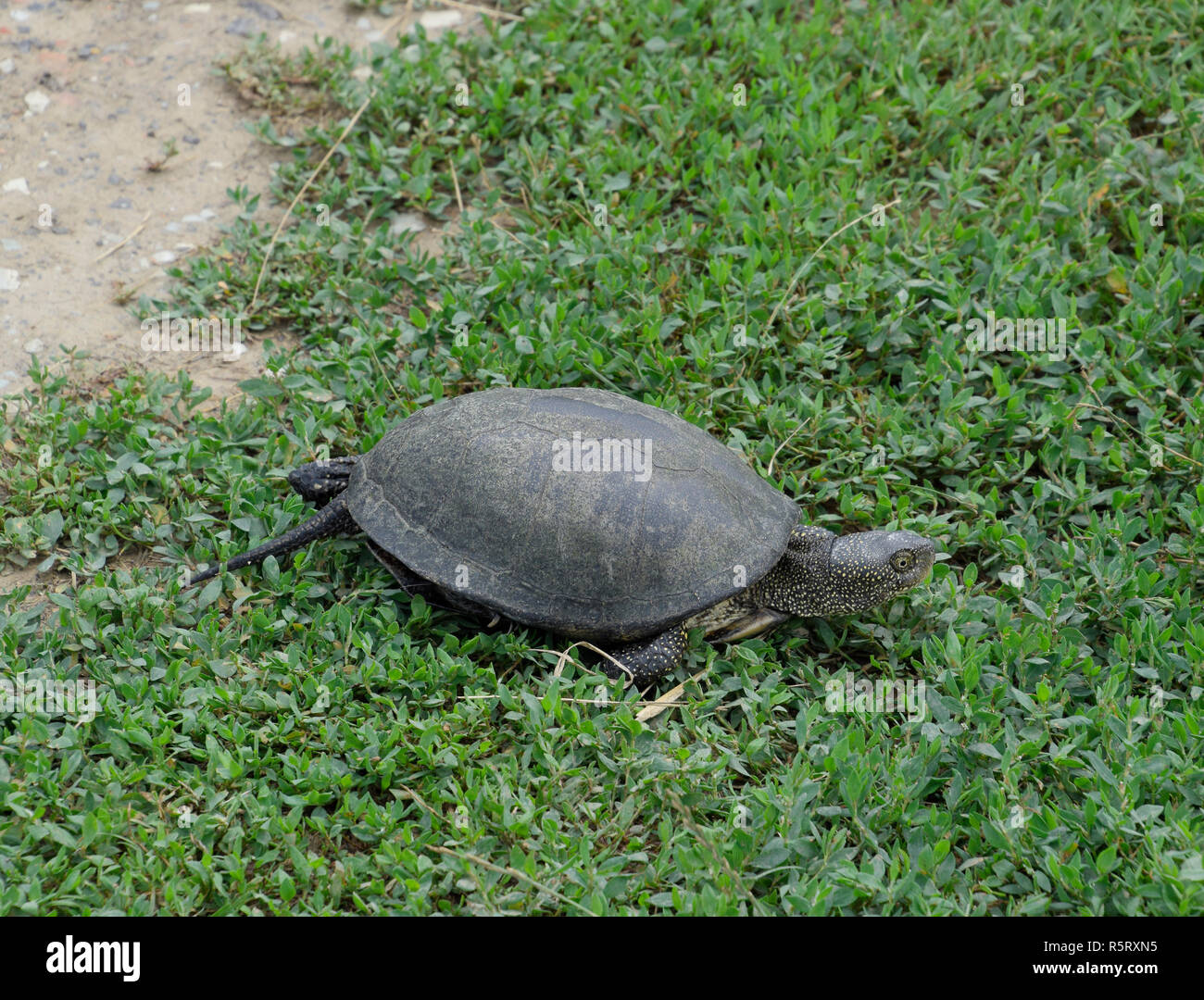 The tortoise crawls along the green grass. Ordinary river tortoise of ...