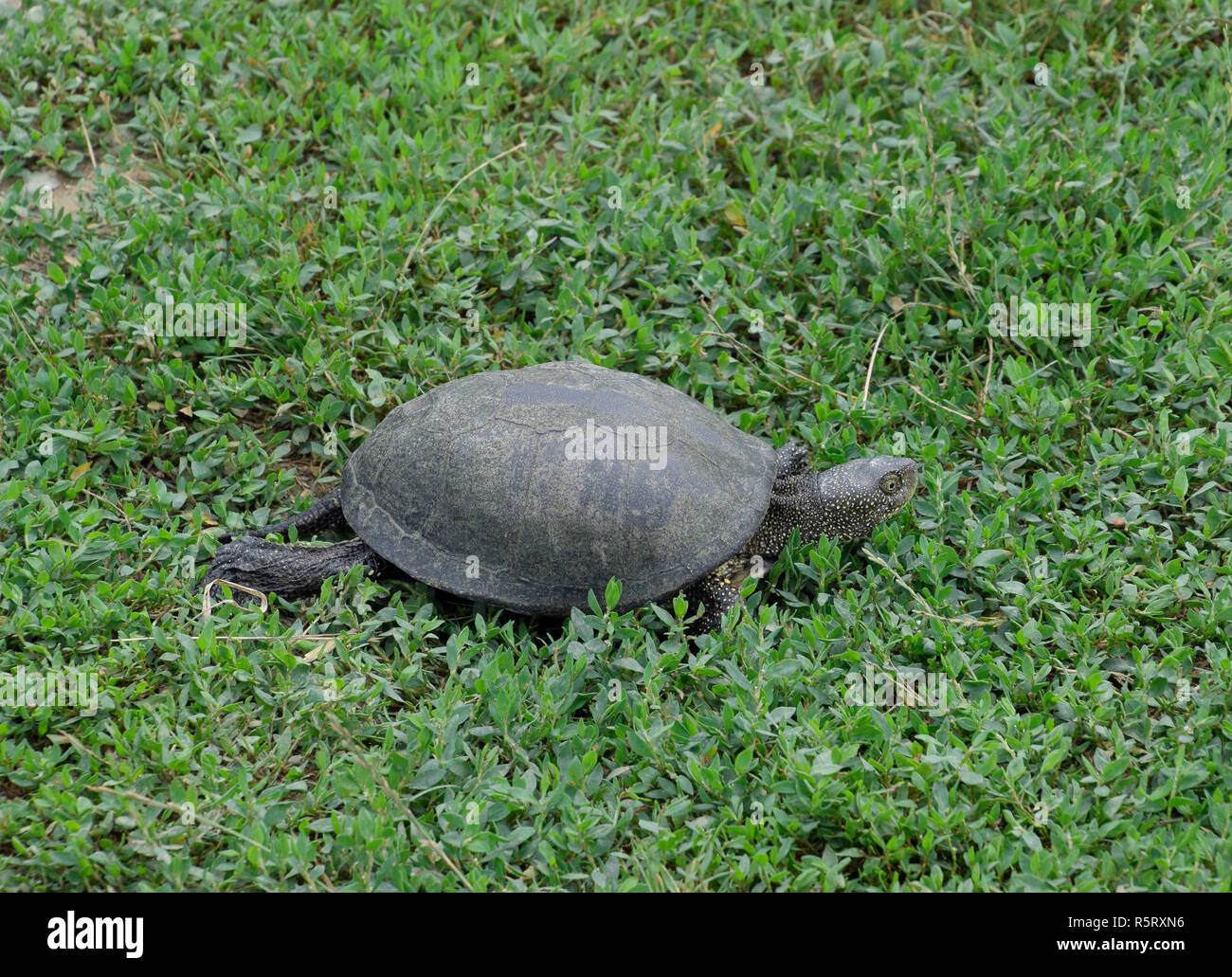 The tortoise crawls along the green grass. Ordinary river tortoise of ...