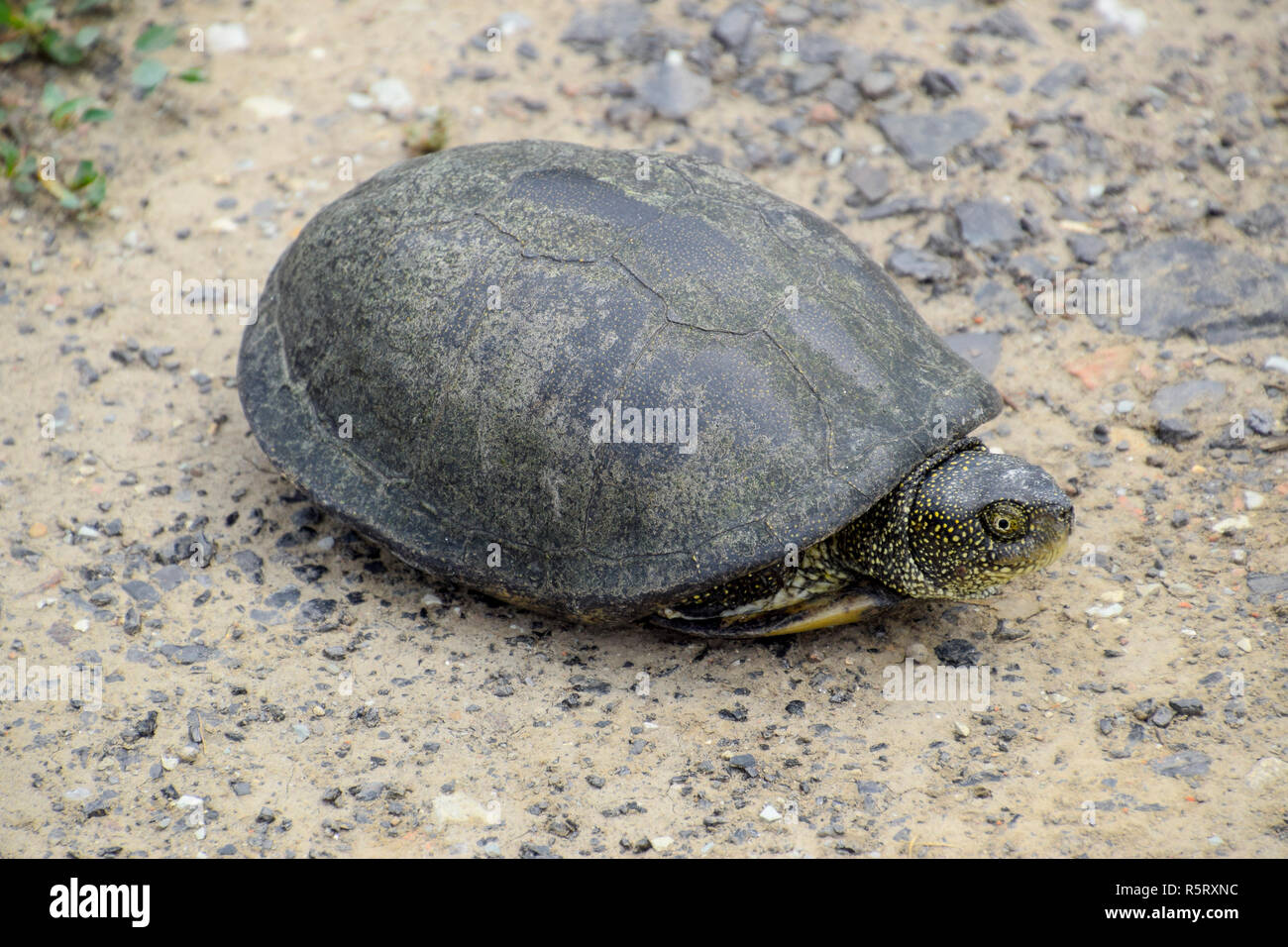 The tortoise lies on bare soil. Ordinary river tortoise of temperate ...