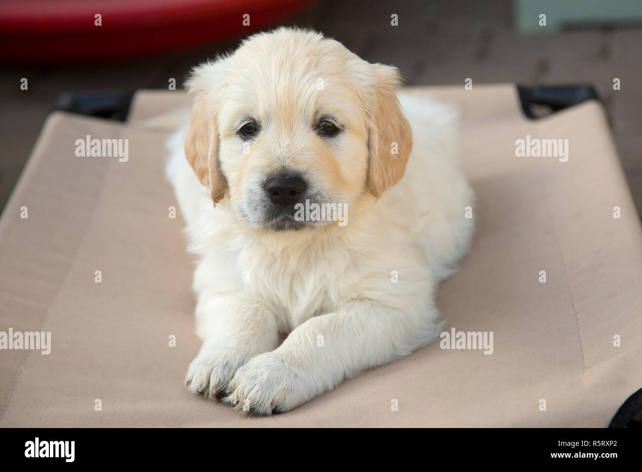 golden retriever puppy Stock Photo - Alamy