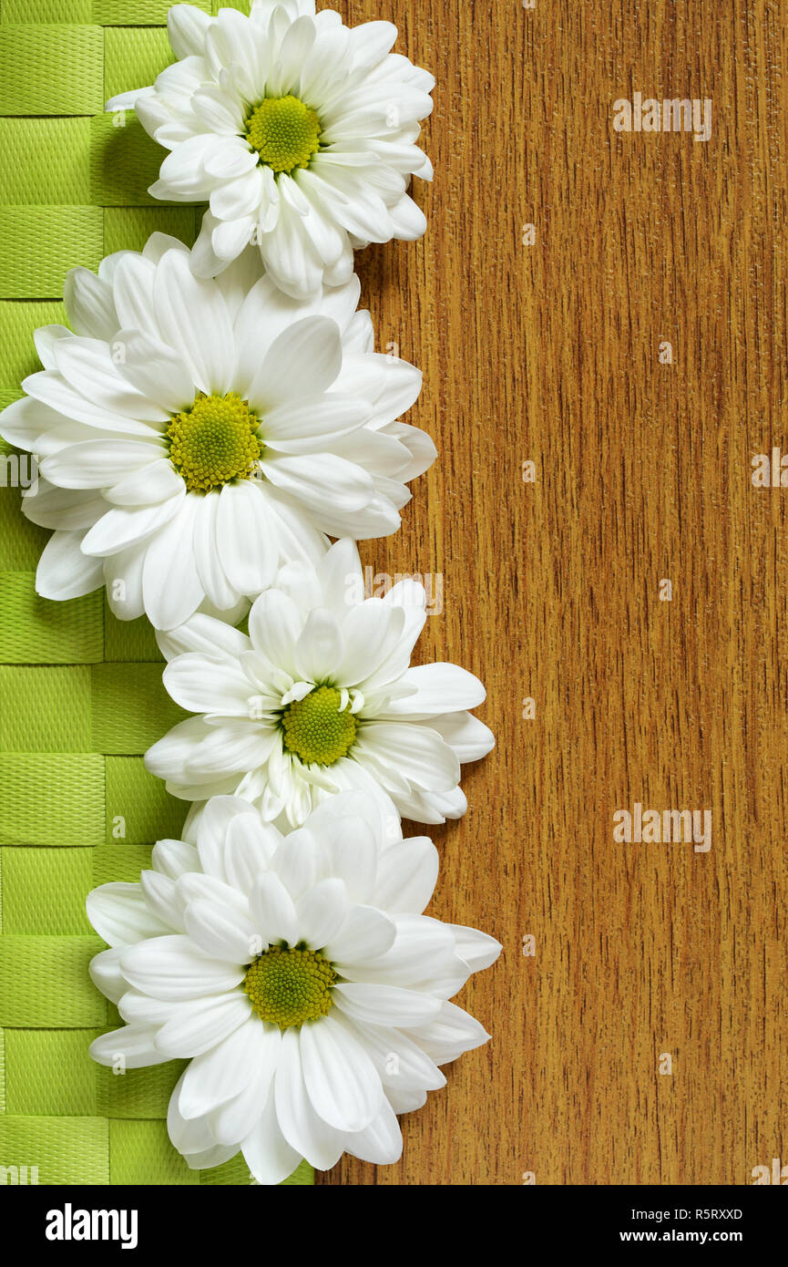 Daisies line separates the two colors Stock Photo - Alamy