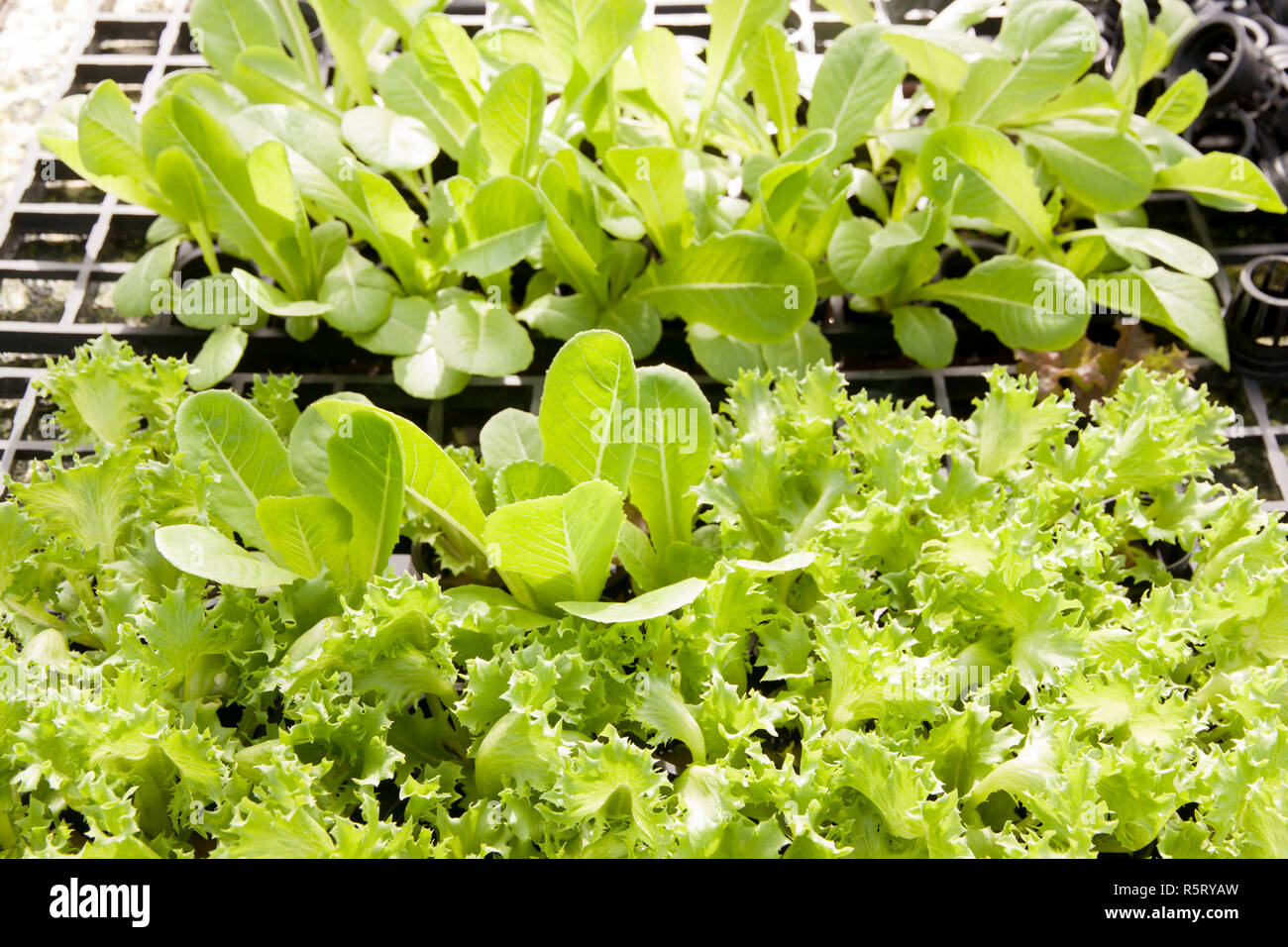 Hydroponic Vegetable salad Stock Photo - Alamy