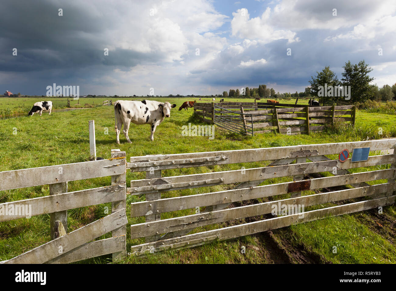 Dutch cows in the meadow Stock Photo - Alamy