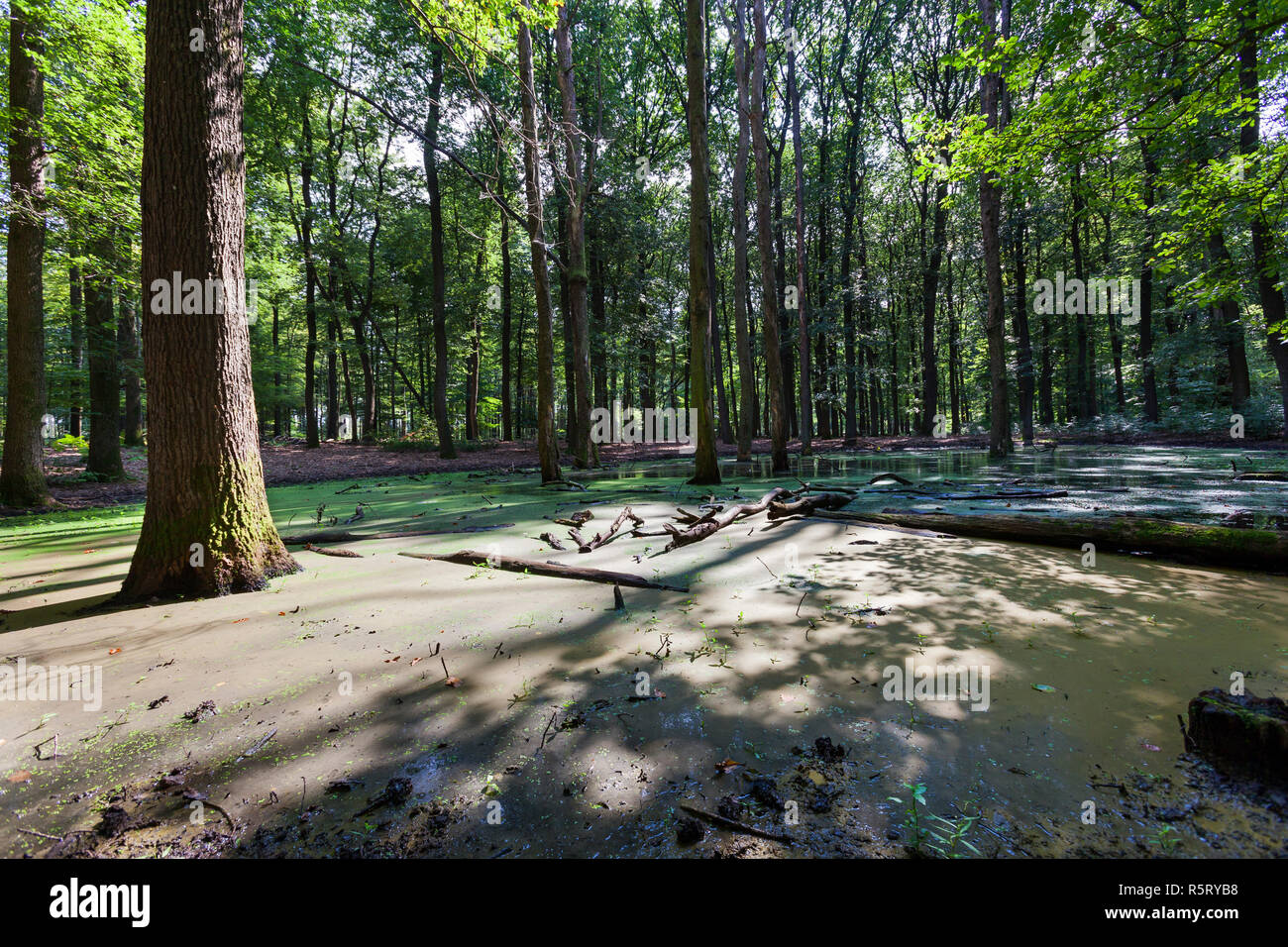 Fresh water swamp forest hi-res stock photography and images - Alamy