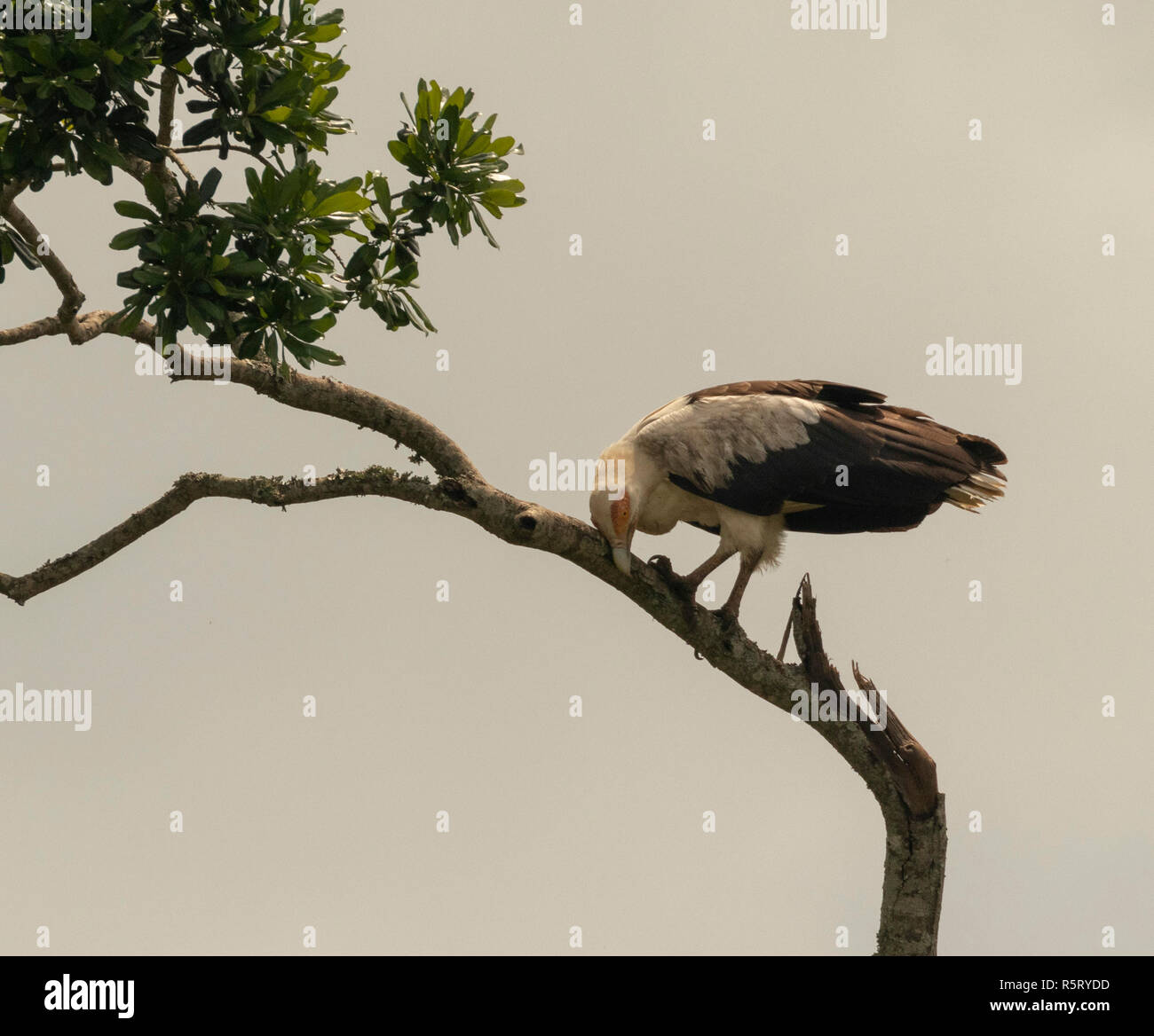 Queen palm tree hi-res stock photography and images - Alamy