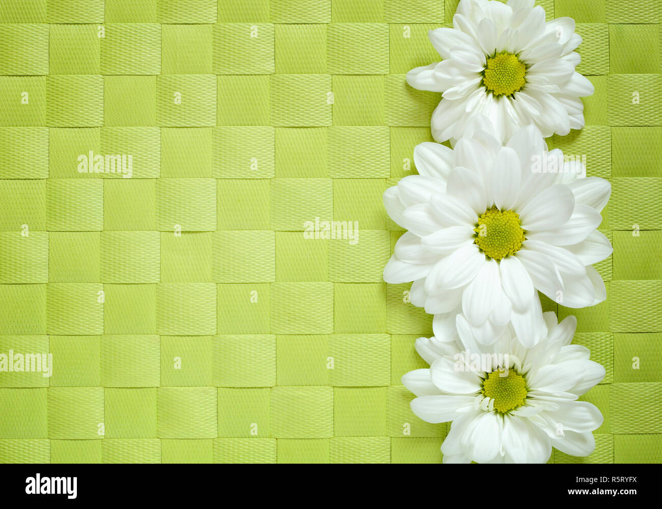 Daisies line on green checkered background Stock Photo - Alamy