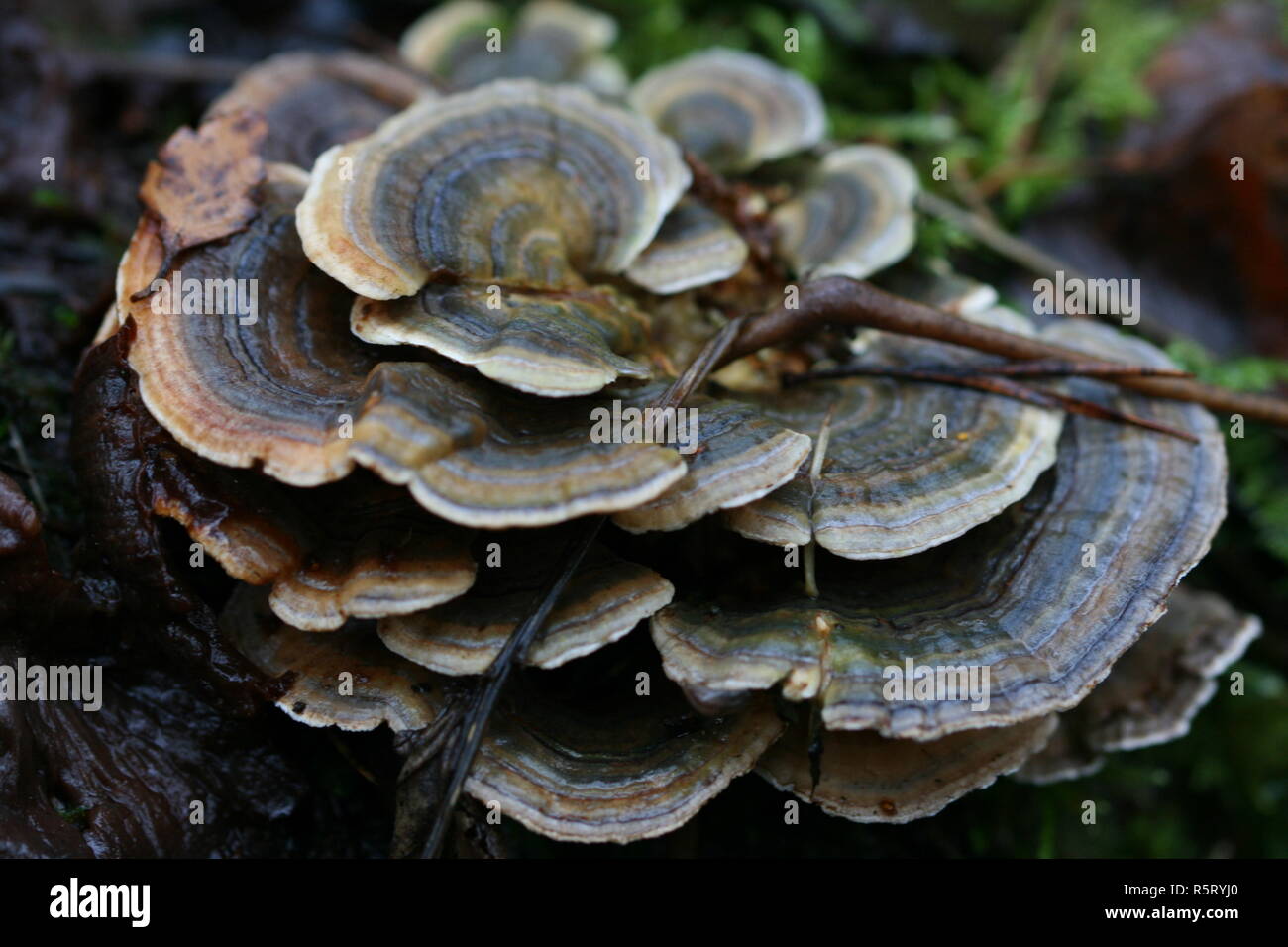 Trametes Species High Resolution Stock Photography and Images - Alamy