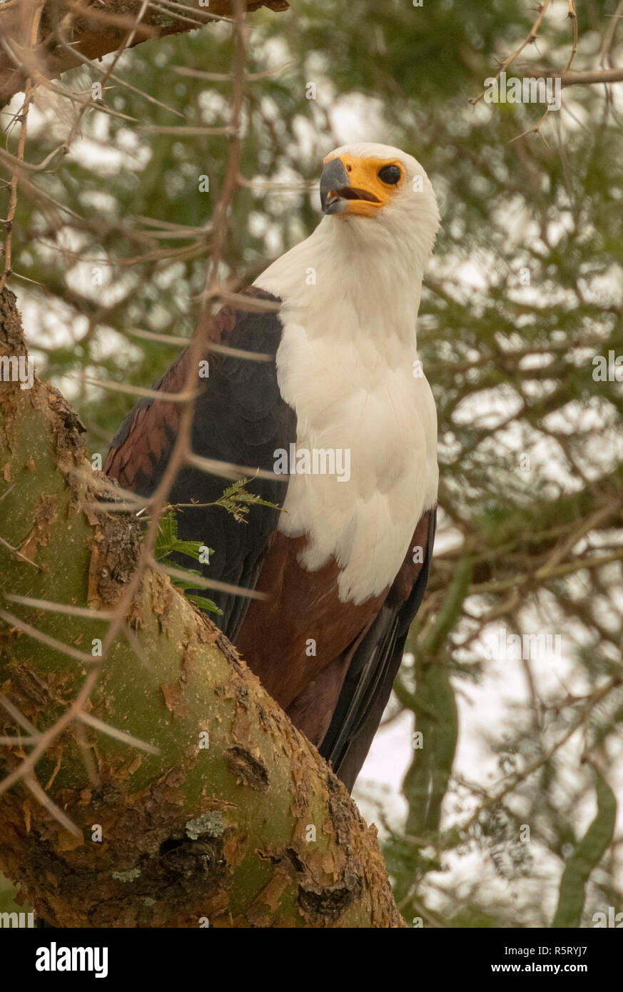 African sea eagle african fish eagle hi-res stock photography and ...