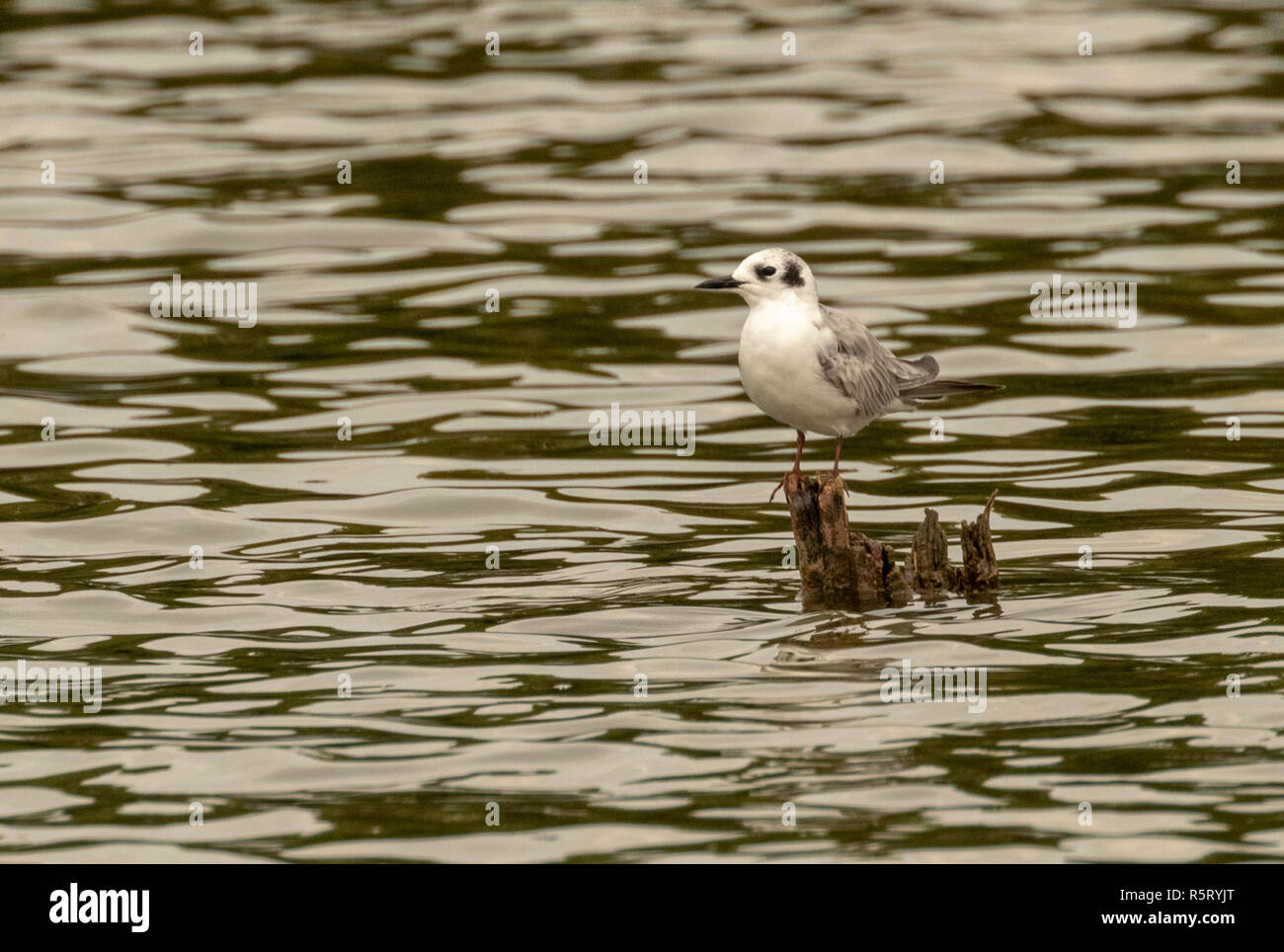 African tern hi-res stock photography and images - Alamy