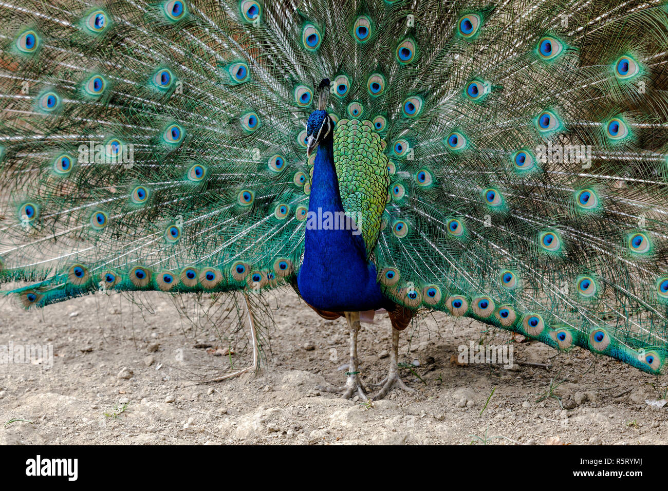 Pavo real pavo real hi-res stock photography and images - Alamy