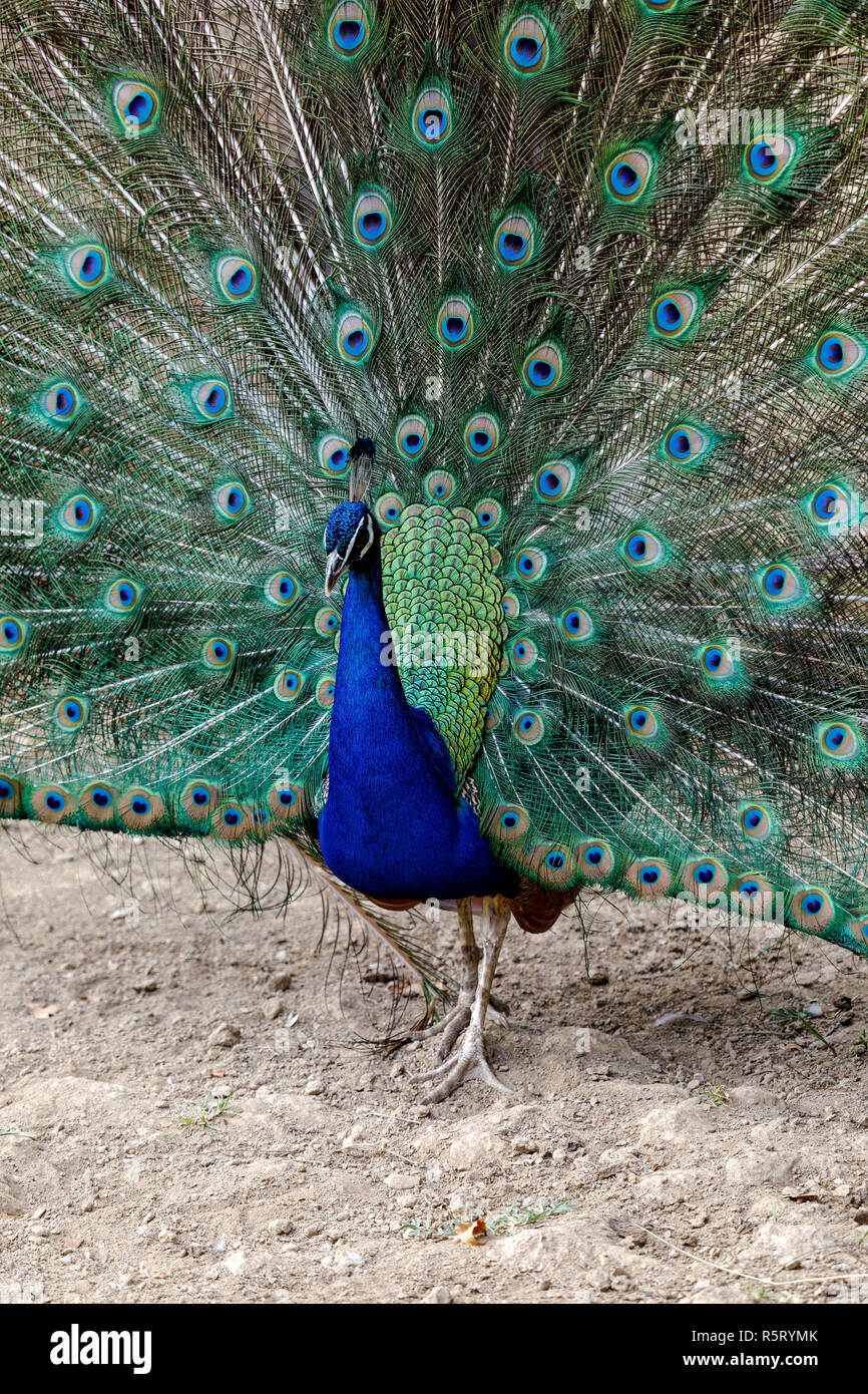 Real turkey hi-res stock photography and images - Alamy