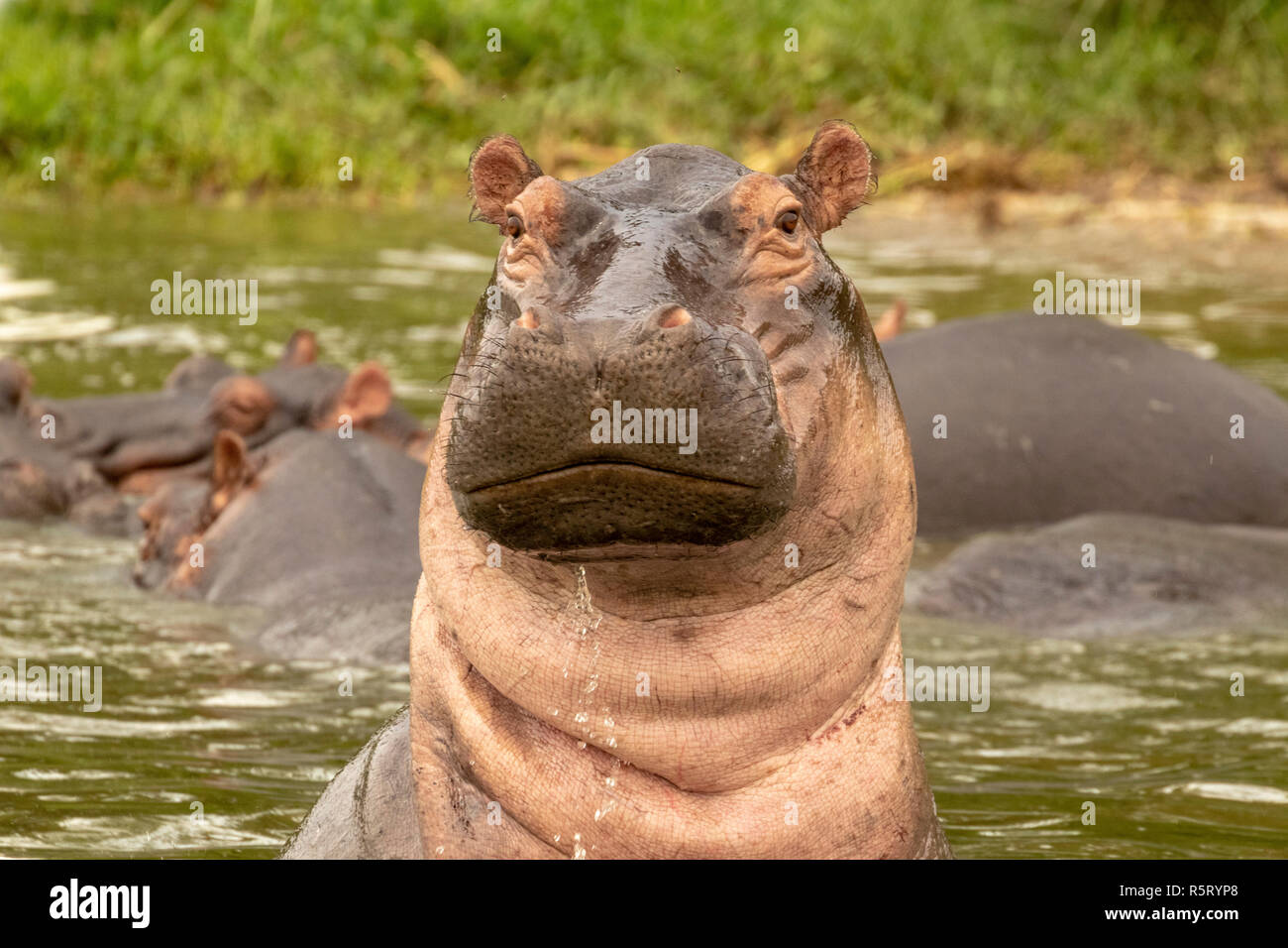 Hippos (Hippopotamus amphibius) rearing in water for protection at ...