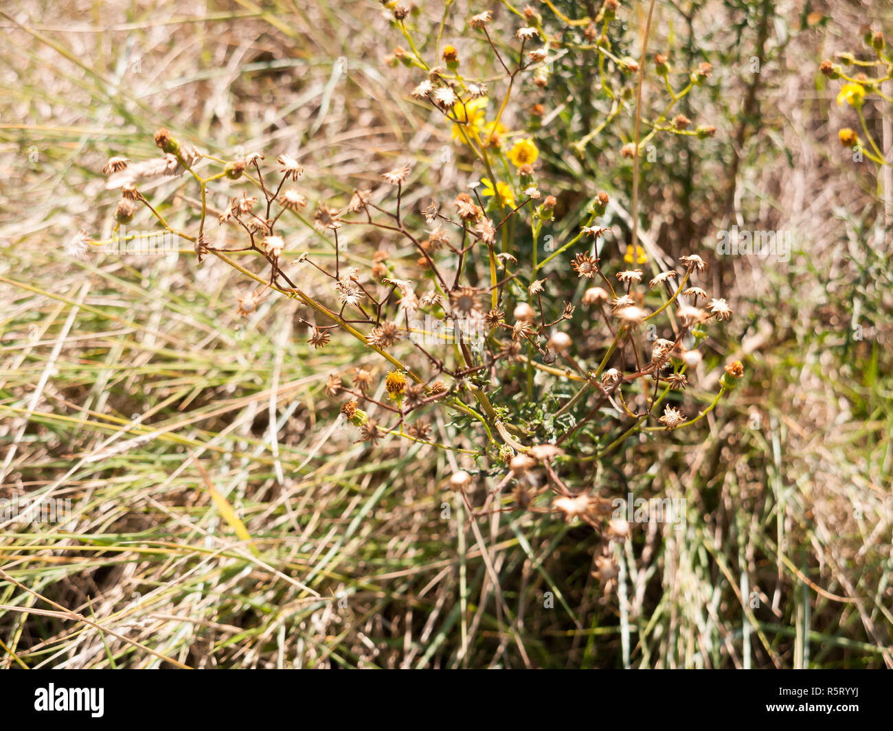 close up of dying branches of shrub outside Stock Photo - Alamy