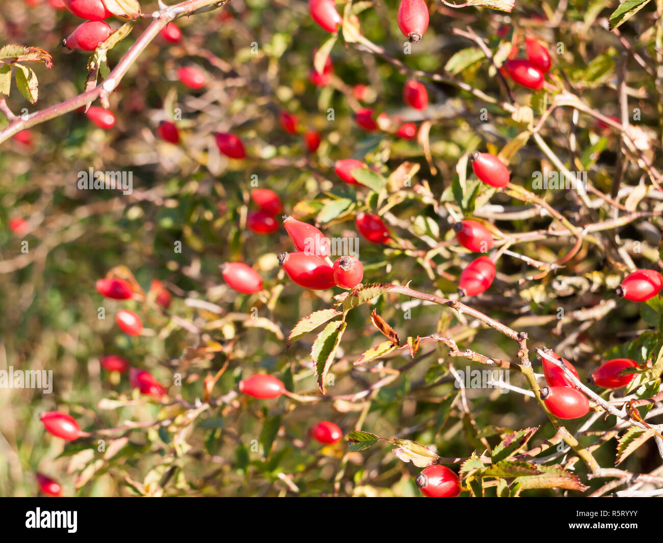 Little briar rose hi-res stock photography and images - Alamy