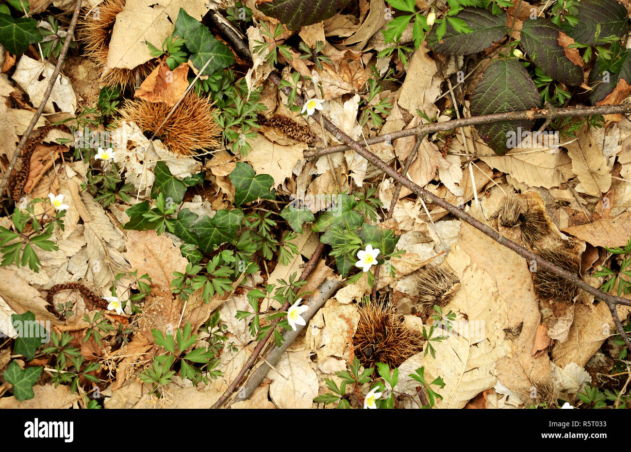 New plants on the background of fallen leaves in the forest Stock Photo ...