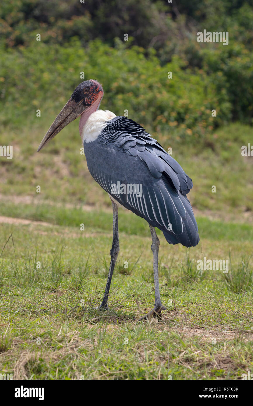 Marabou Stork, Leptoptilos crumenifer, at Kazinga Channel, Queen ...