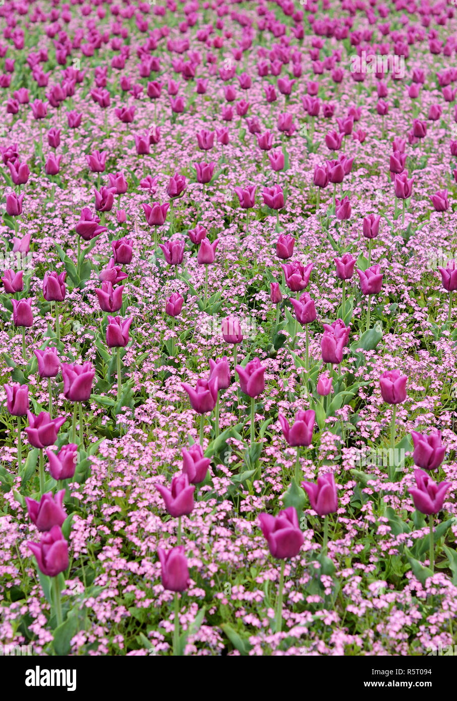 Field of spring flowers for background Stock Photo - Alamy