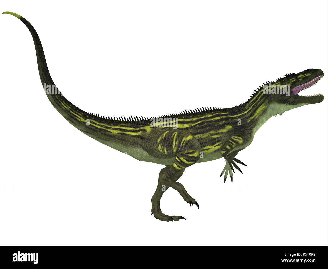 Torvosaurus on White Stock Photo - Alamy
