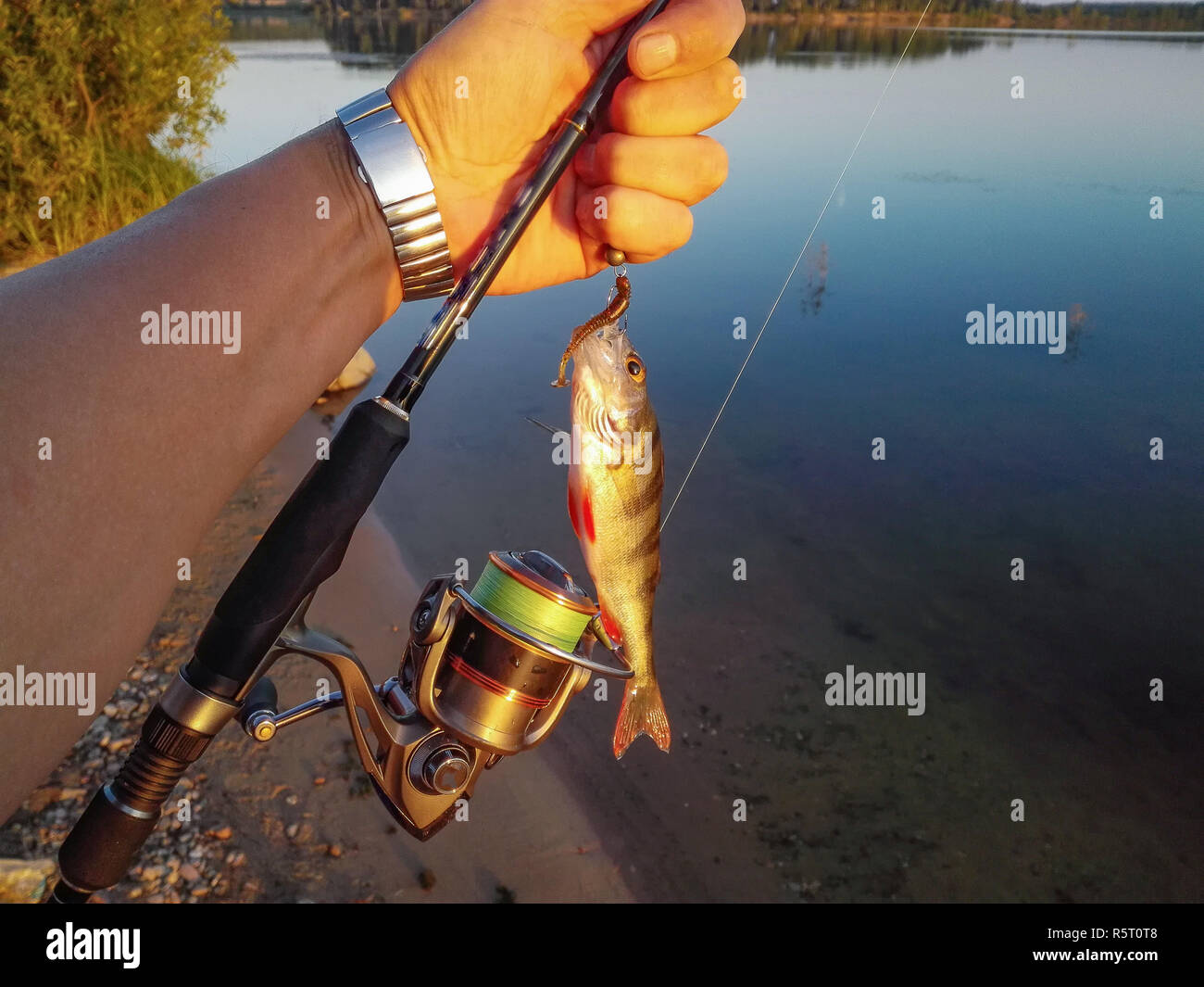 Fish perch on the hook Stock Photo - Alamy