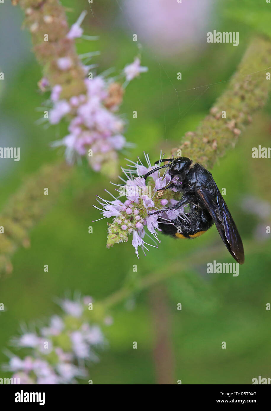 Scolia hirta hi-res stock photography and images - Alamy