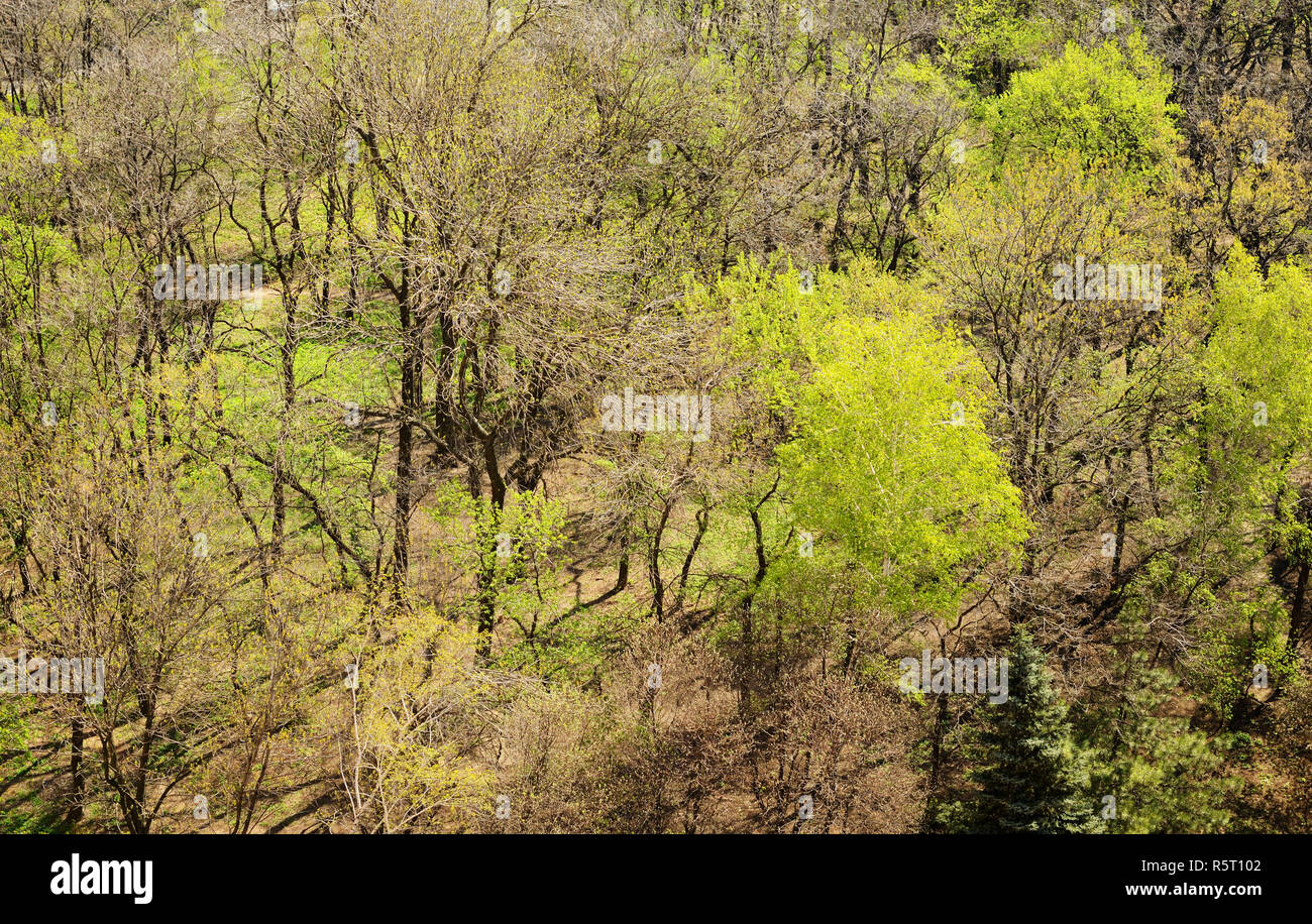Aerial view of the city park in early spring Stock Photo - Alamy