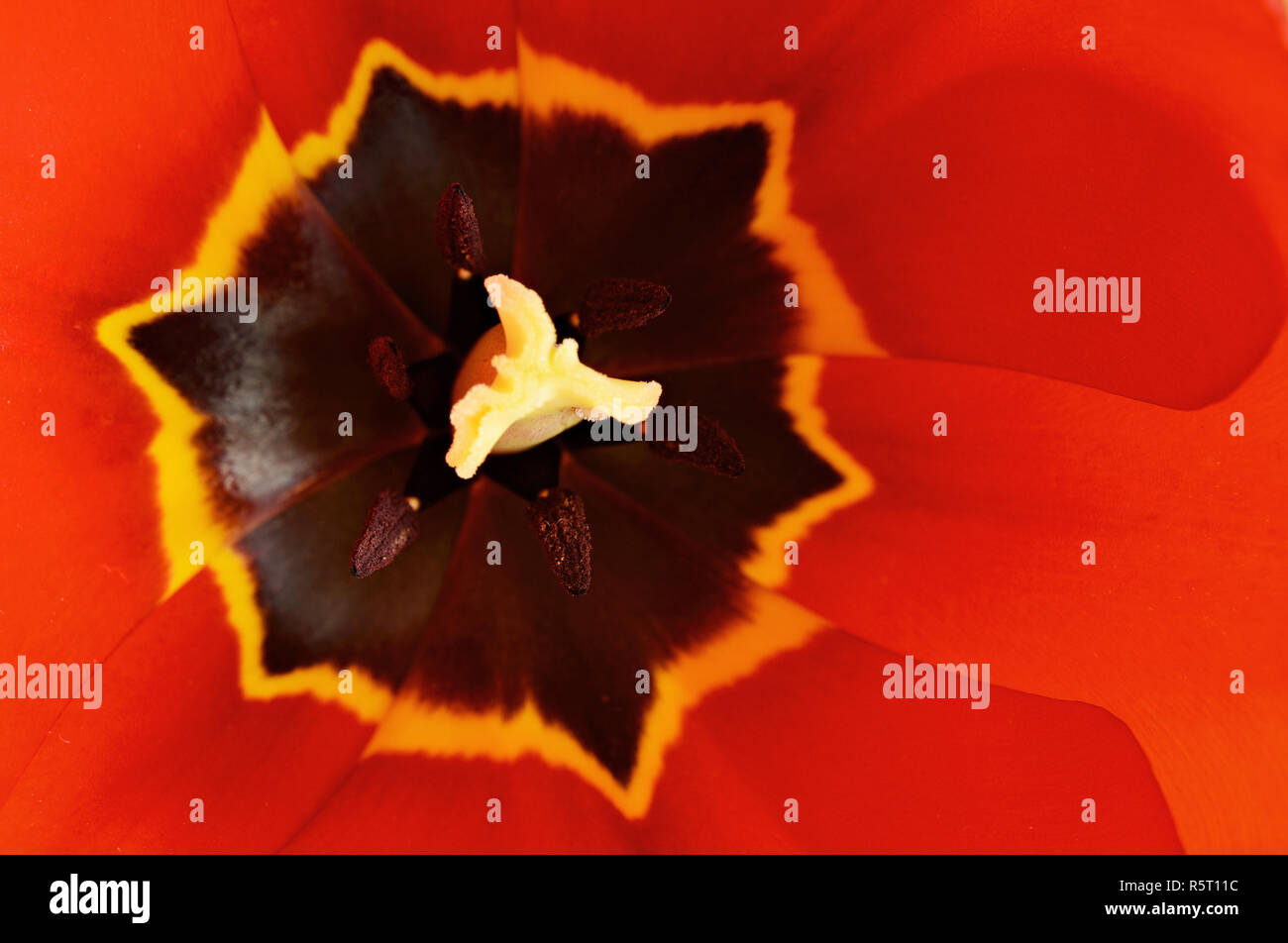 Macro of red tulip inside Stock Photo - Alamy