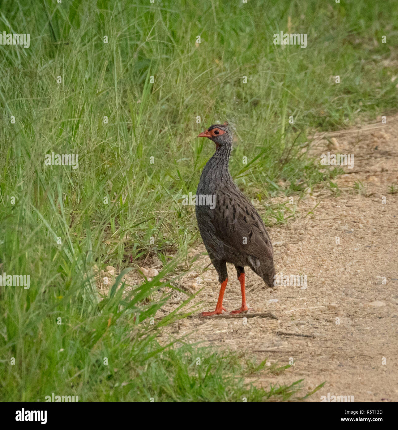 The red-necked spurfowl or red-necked francolin (Pternistis afer ...