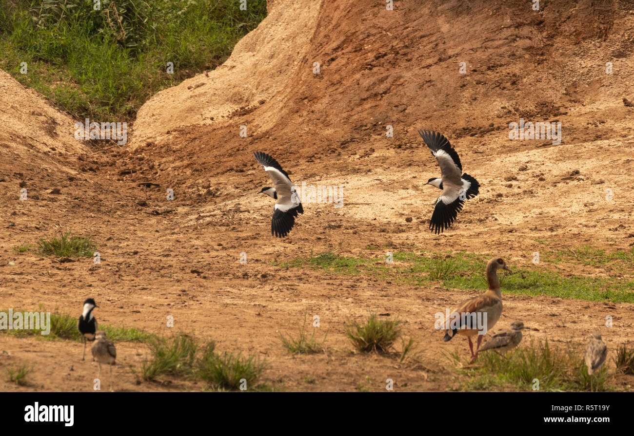spur-winged lapwings or plovers in flight, Egyptian Goose, and Senegal ...