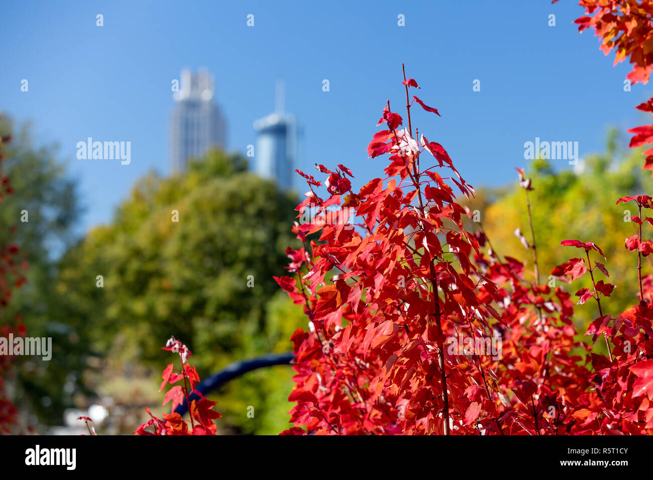 Fall leaves with city skyline in background Stock Photo - Alamy