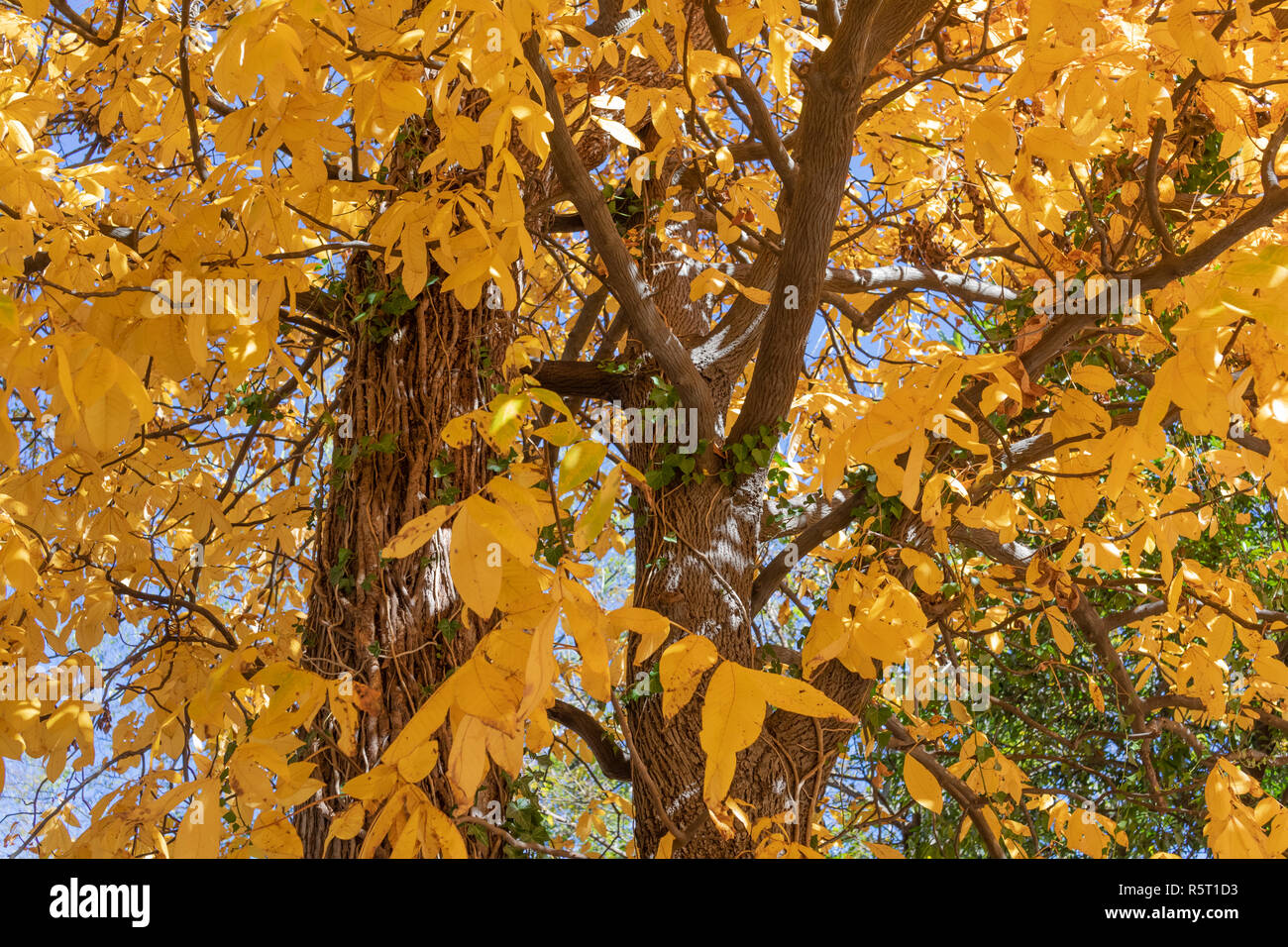 Tree person leaves hi-res stock photography and images - Alamy