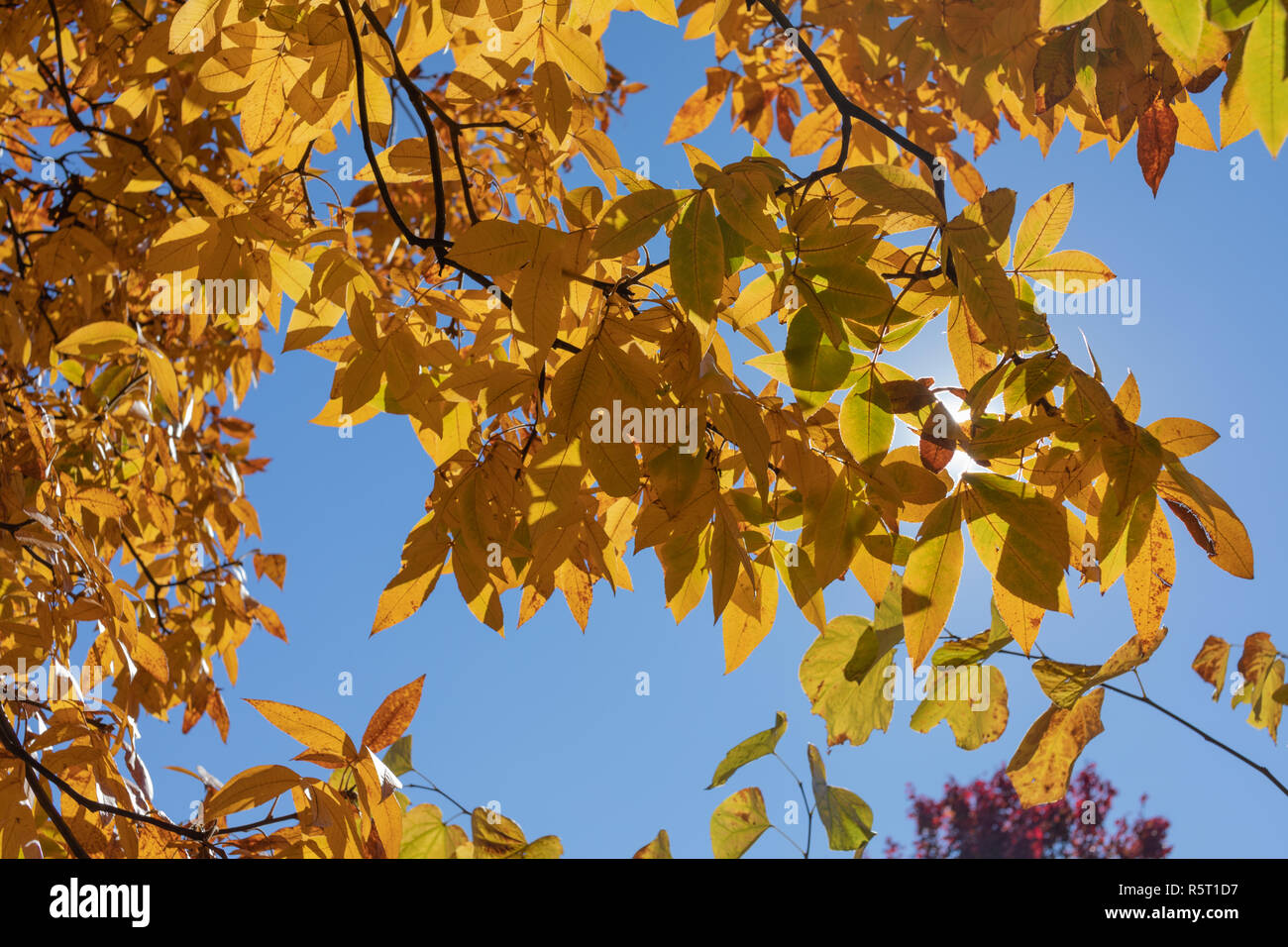 Autumn leaves backlit by the mid-morning sun Stock Photo - Alamy