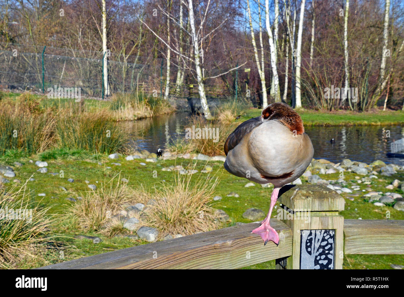 Egyptian Goose at the WWT London Wetland Centre, Queen Elizabeth's Walk ...