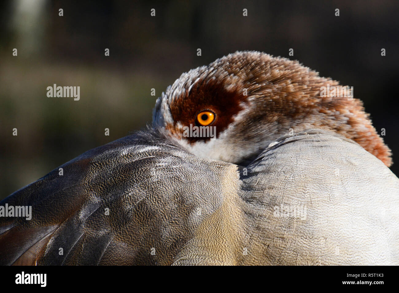 Egyptian Goose at the WWT London Wetland Centre, Queen Elizabeth's Walk ...