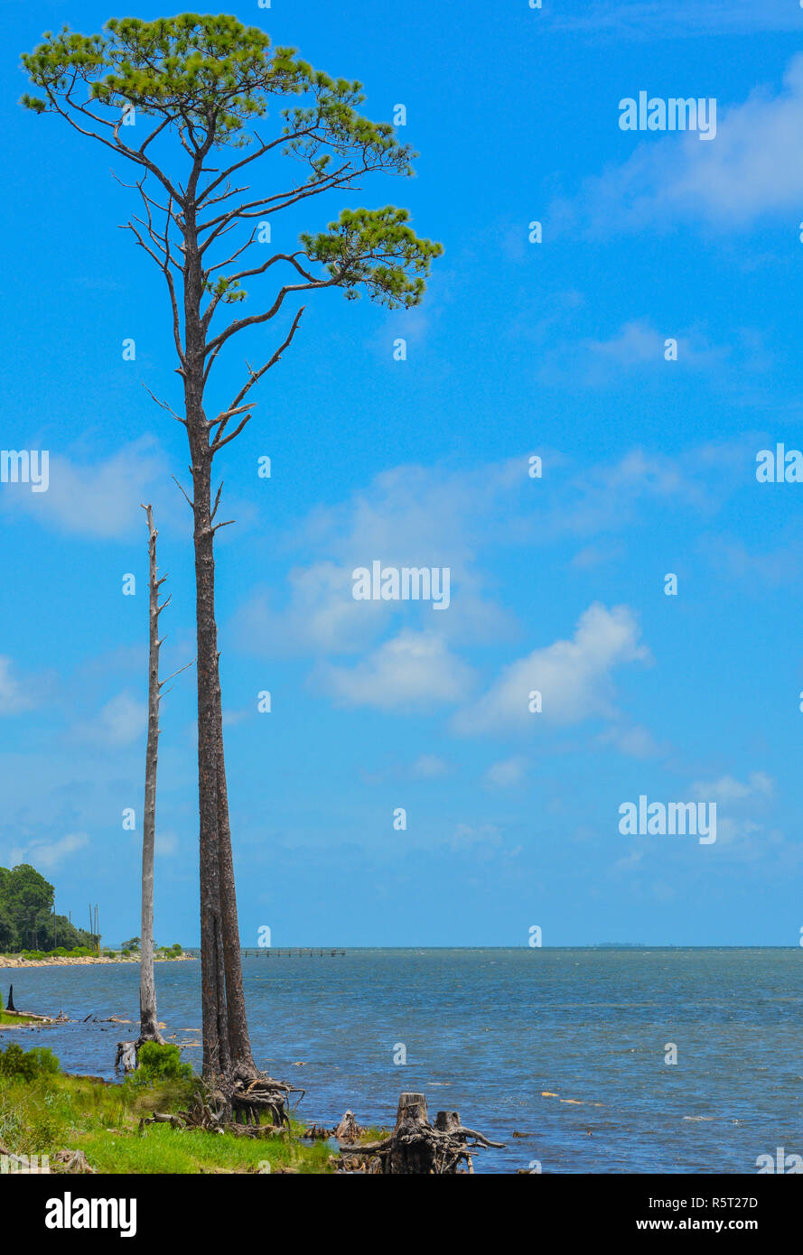 Pine tree on St. George Sound near Carrabelle, Franklin County, Florida ...