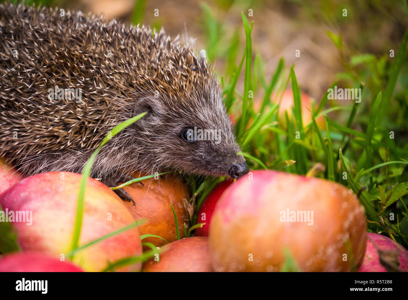 Hedgehog on aplles in nature view Stock Photo - Alamy