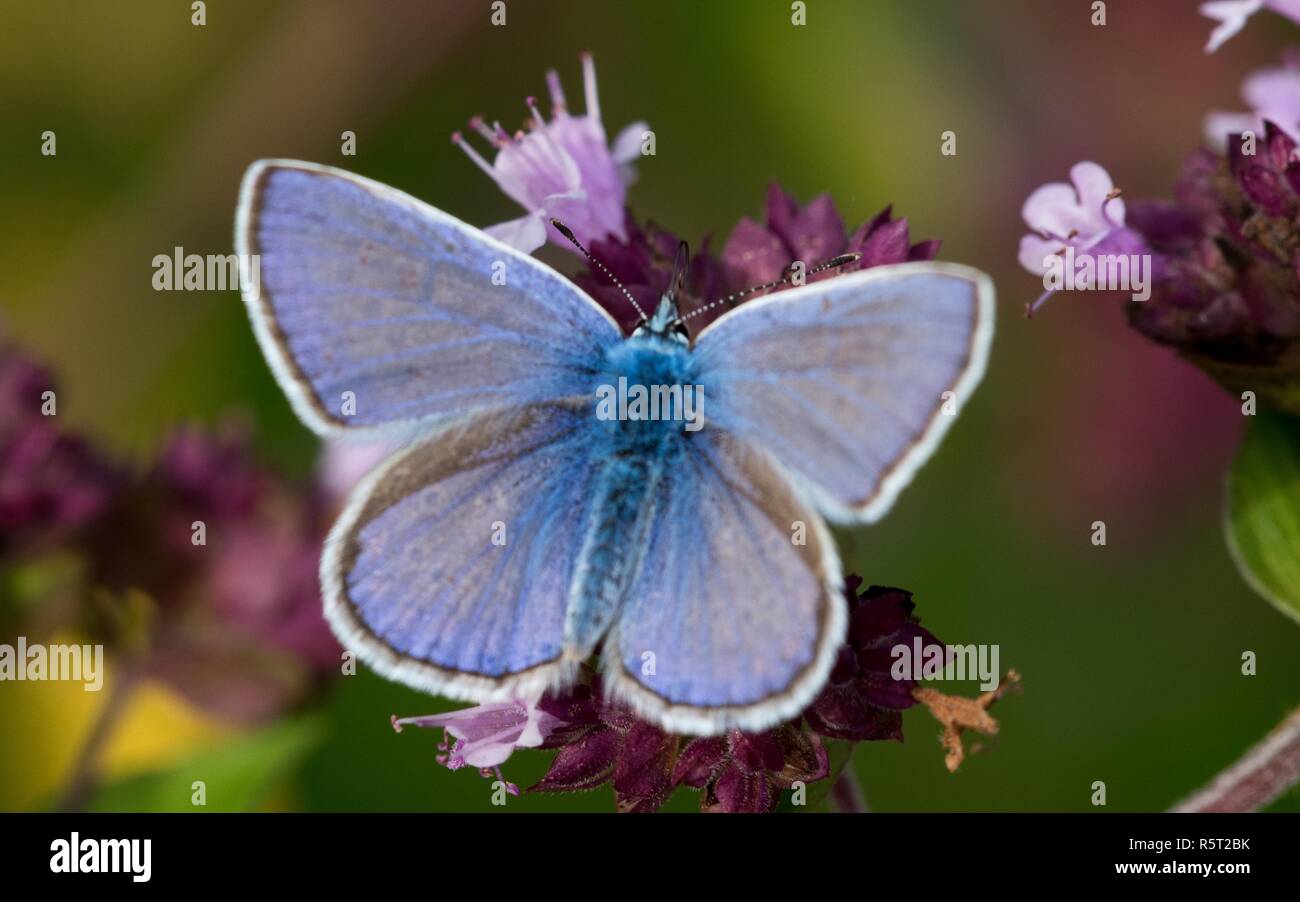 Uling High Resolution Stock Photography and Images - Alamy