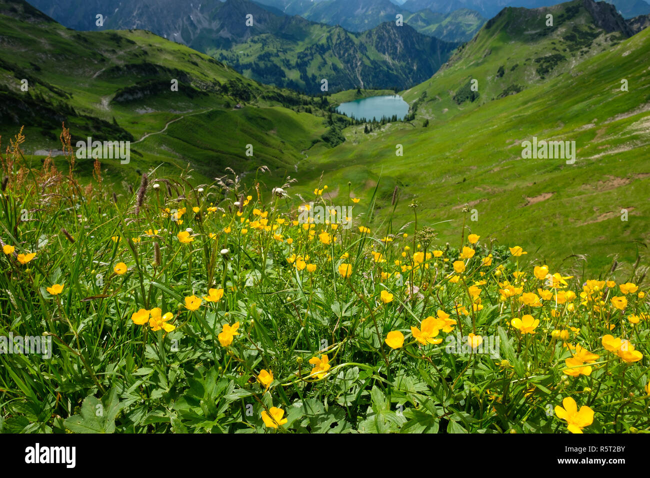Trollblumen hi-res stock photography and images - Alamy