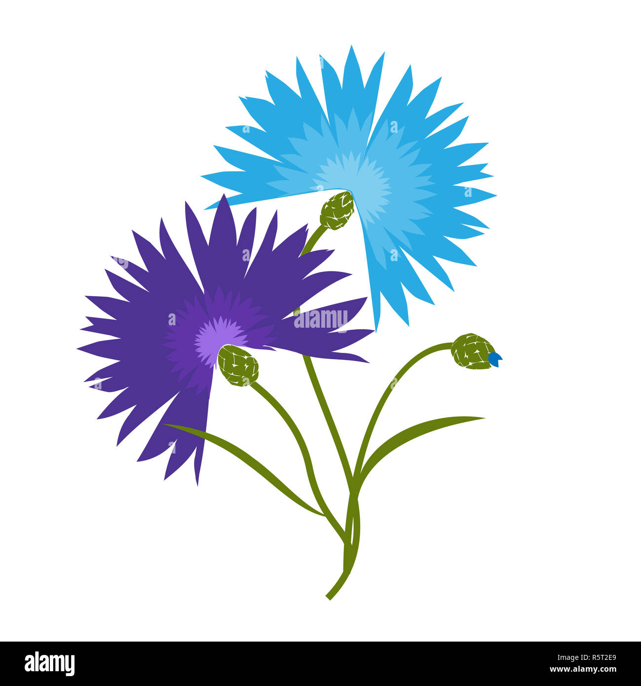 Blue cornflower illustration isolated hi-res stock photography and ...