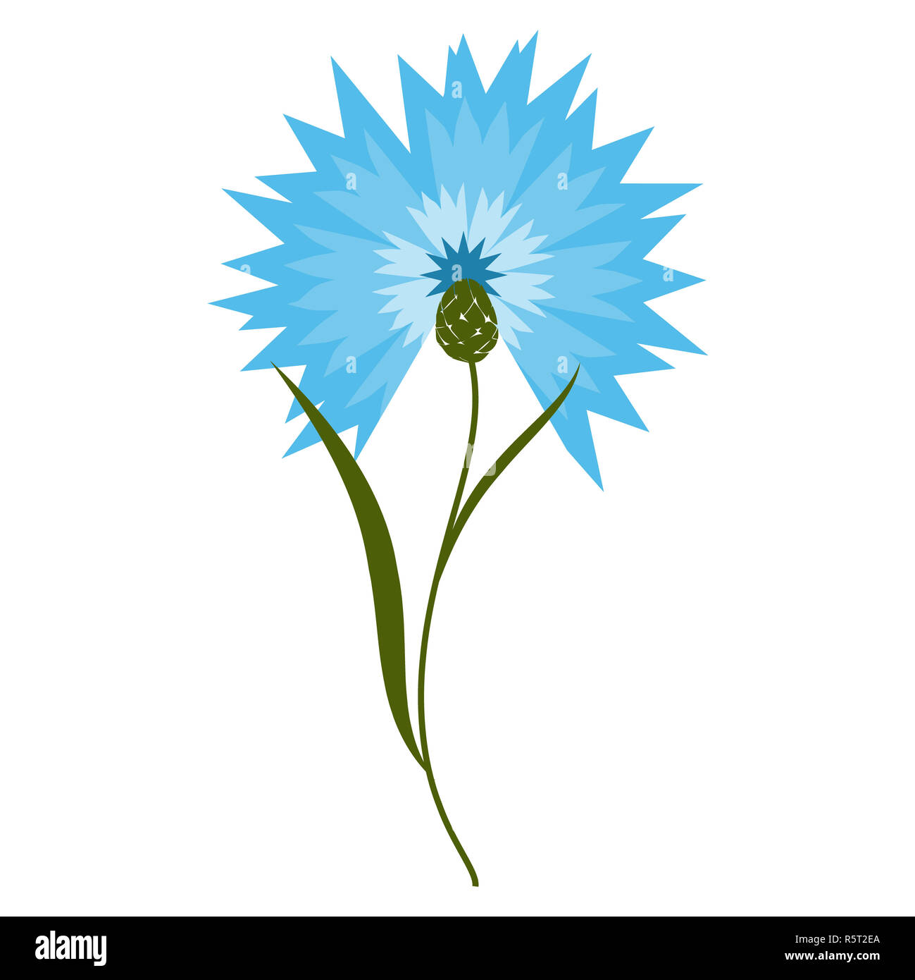 Cornflower Drawing High Resolution Stock Photography and Images - Alamy