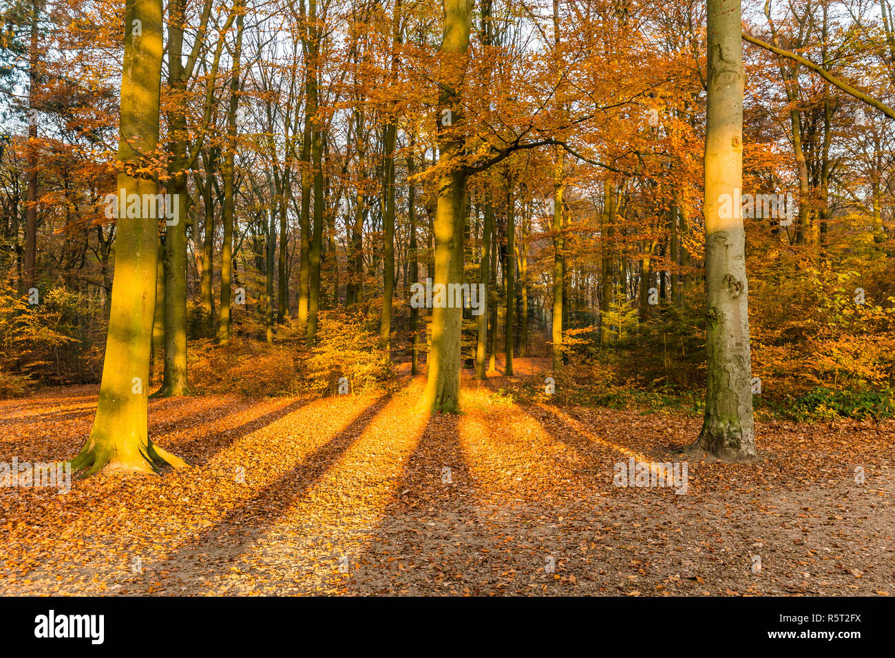 Park de hoge veluwe autumn hi-res stock photography and images - Alamy