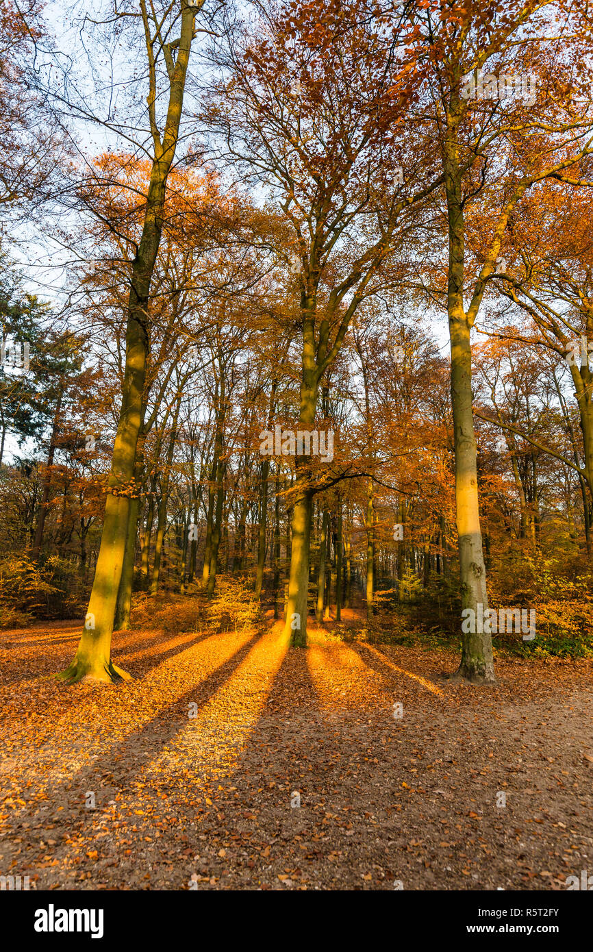 Forest in National Park de Hoge Veluwe in the Netherlands in beautiful ...