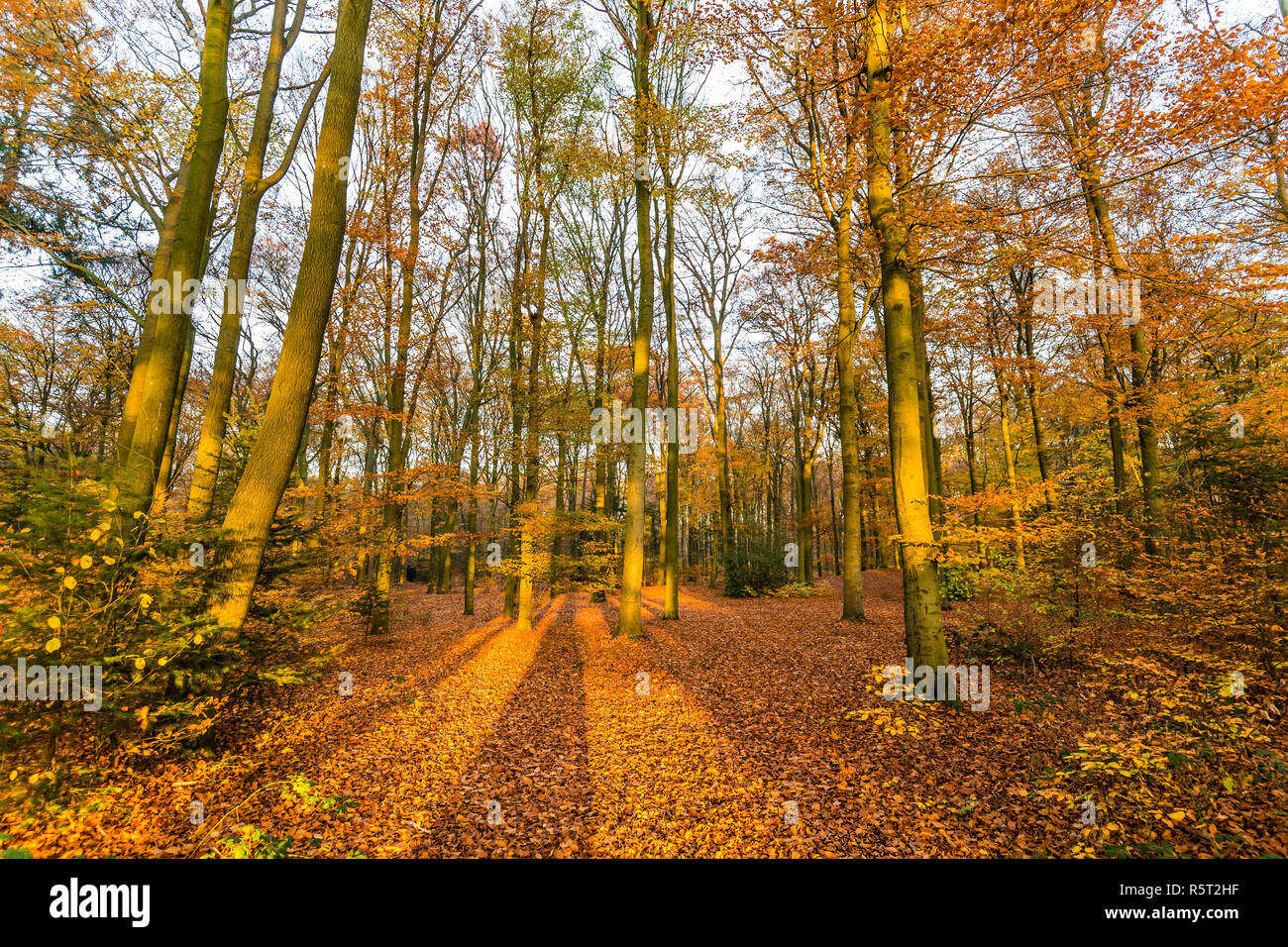Forest in National Park de Hoge Veluwe in the Netherlands in beautiful ...