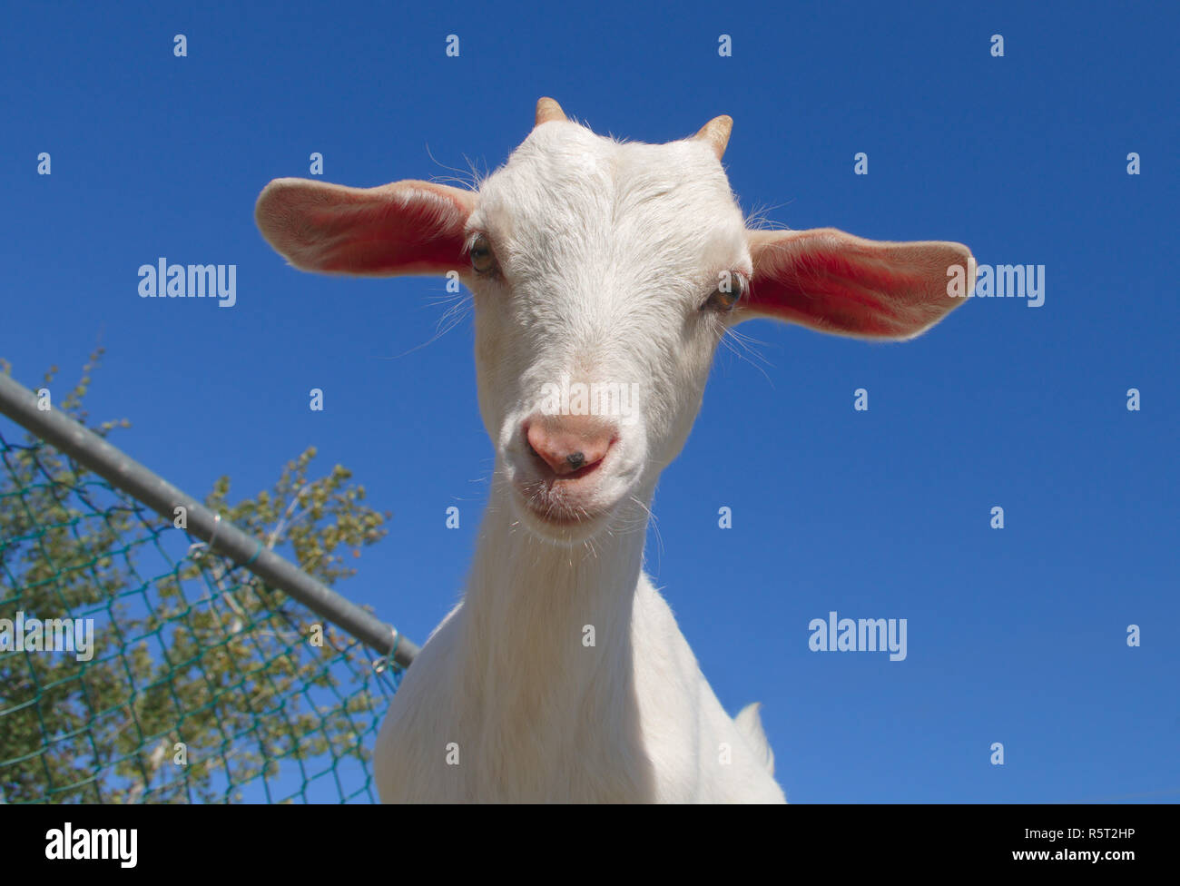 Baby goat on farm with small ears hi-res stock photography and images ...
