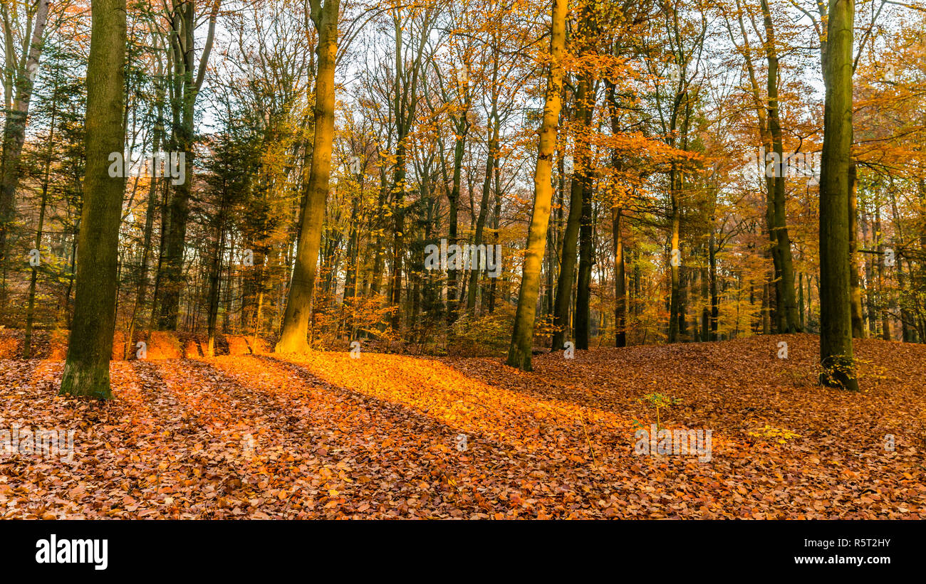 Forest in National Park de Hoge Veluwe in the Netherlands in beautiful ...